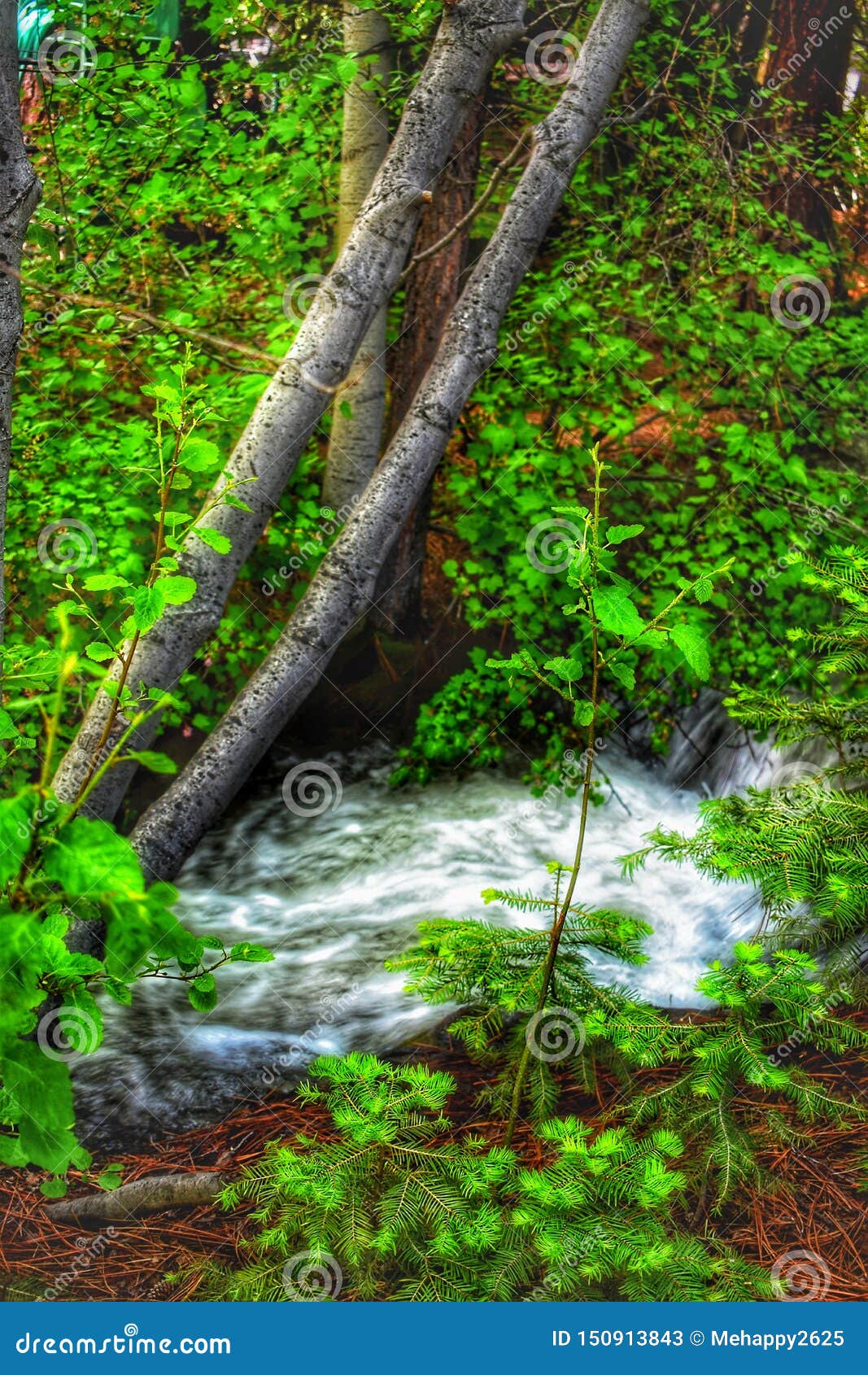 Forests Steams Leaves Trees Stock Image - Image of leaves, steams ...