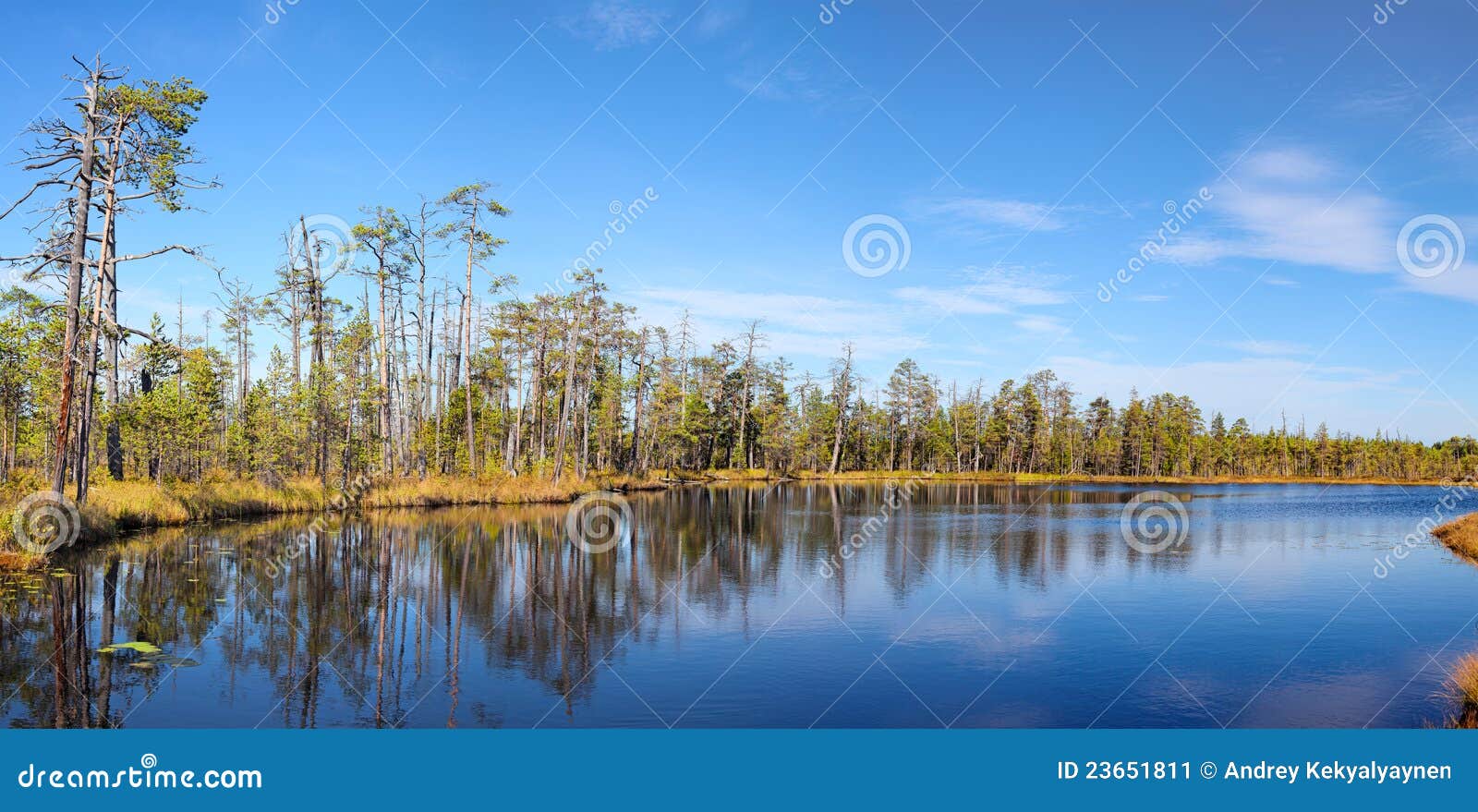 Forests Tranquil Lake and Evergreen Trees Stock Image - Image of beauty ...
