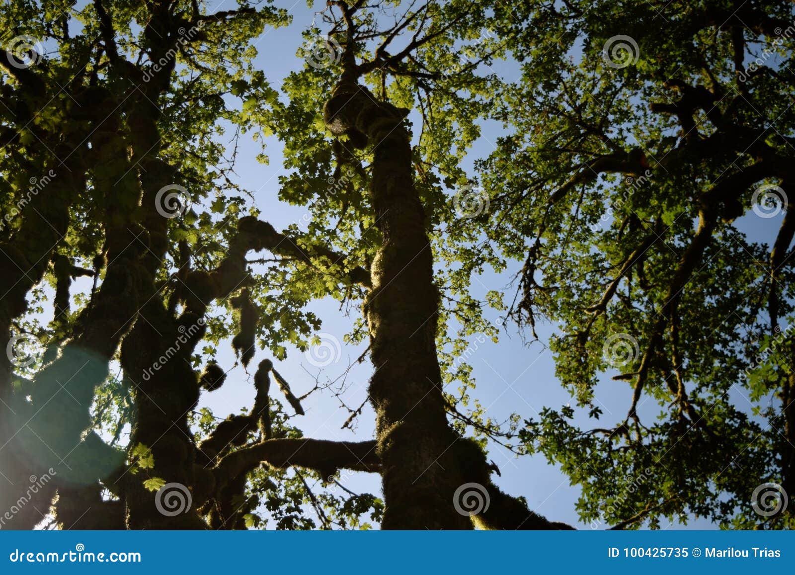 Tree Overhead 10 stock image. Image of imposing, nature - 100425735