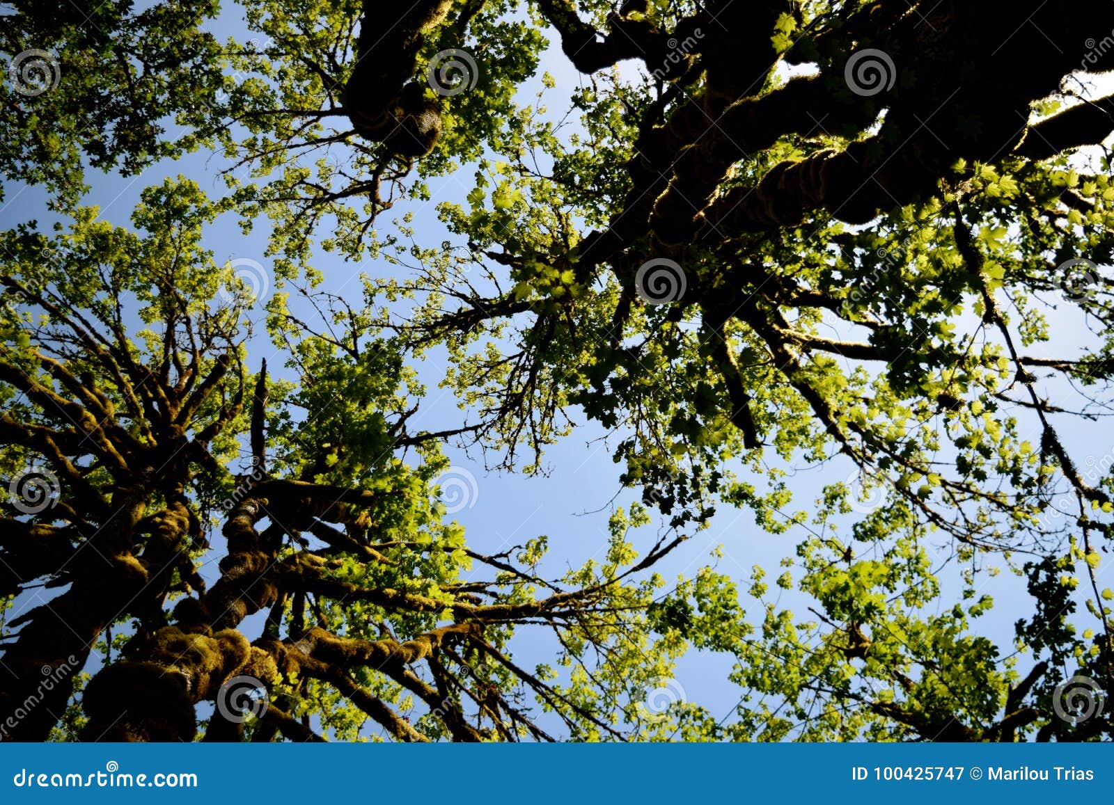 Tree Overhead 2 stock image. Image of growth, green - 100425747