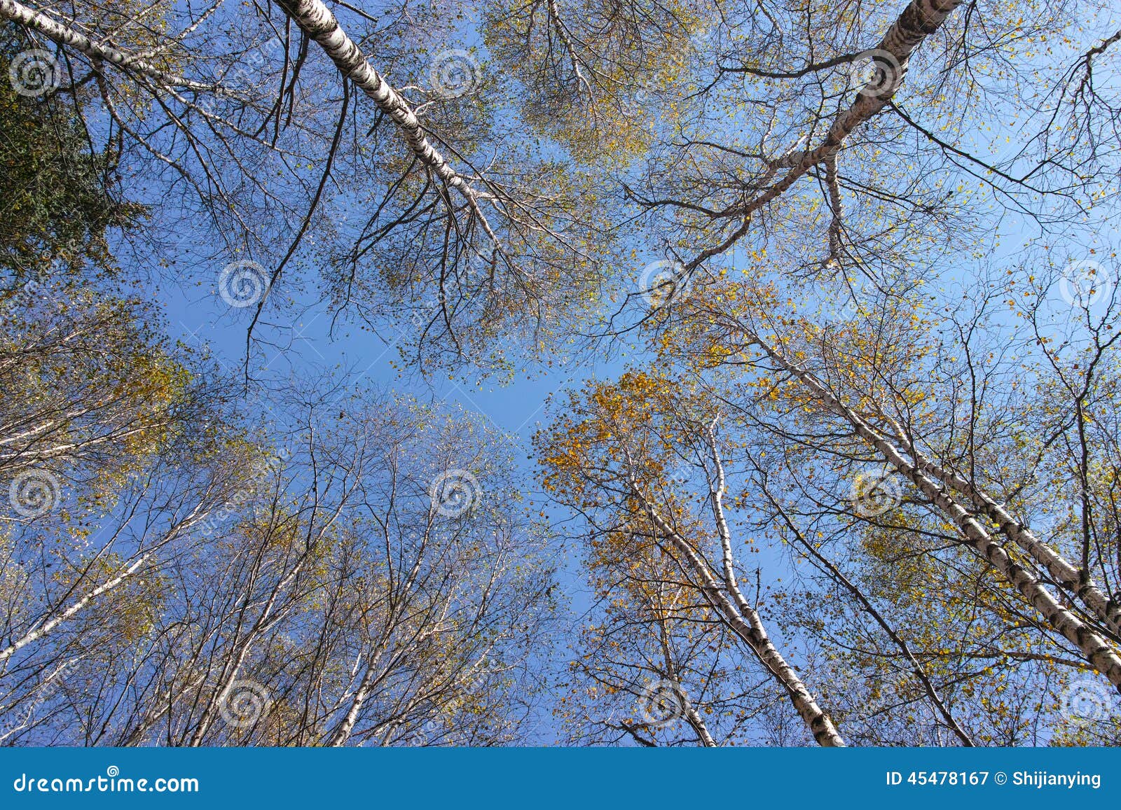 Forests of white birches stock image. Image of forest - 45478167