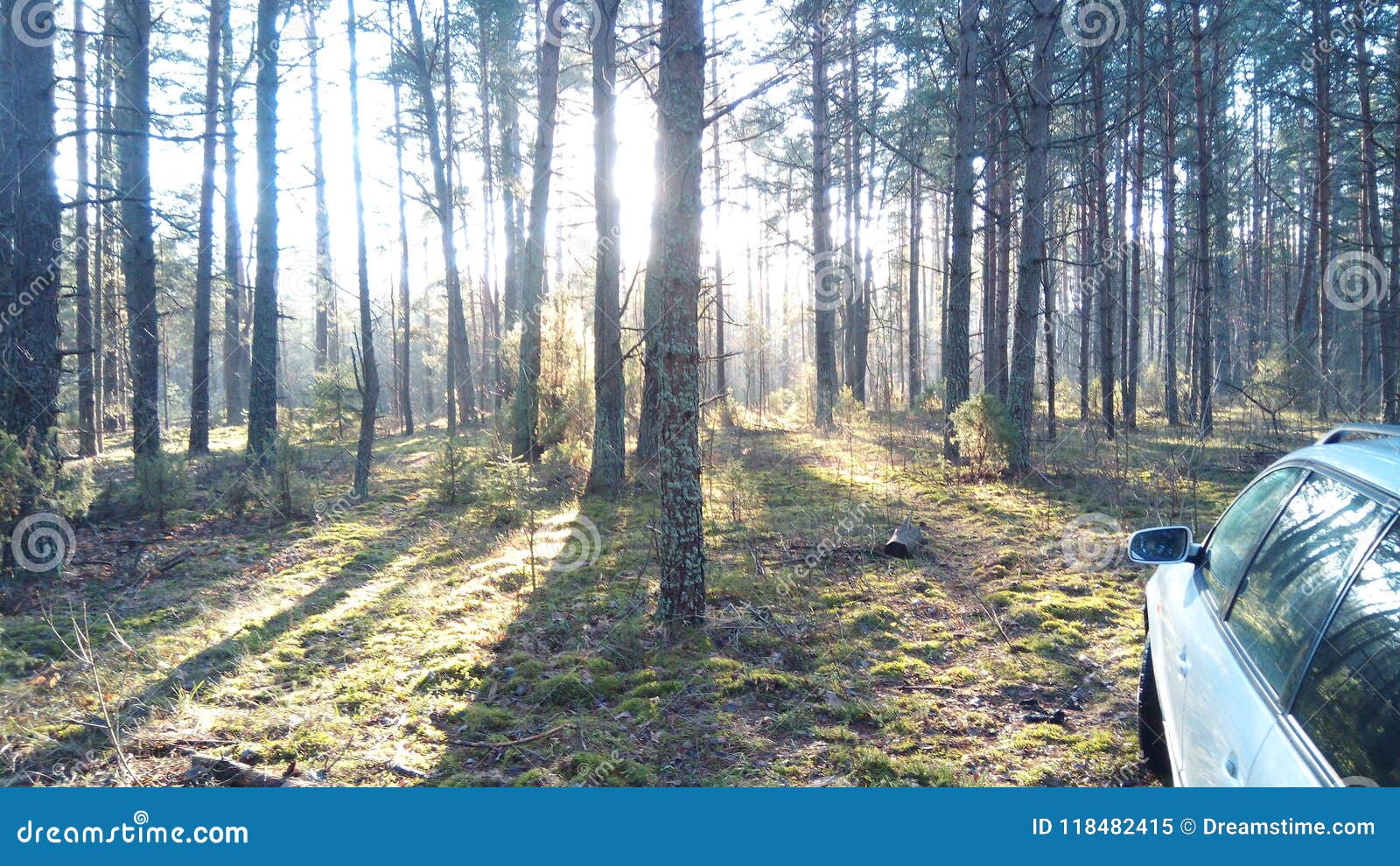 Forestwood stock image. Image of mild, sleeping, forest - 118482415