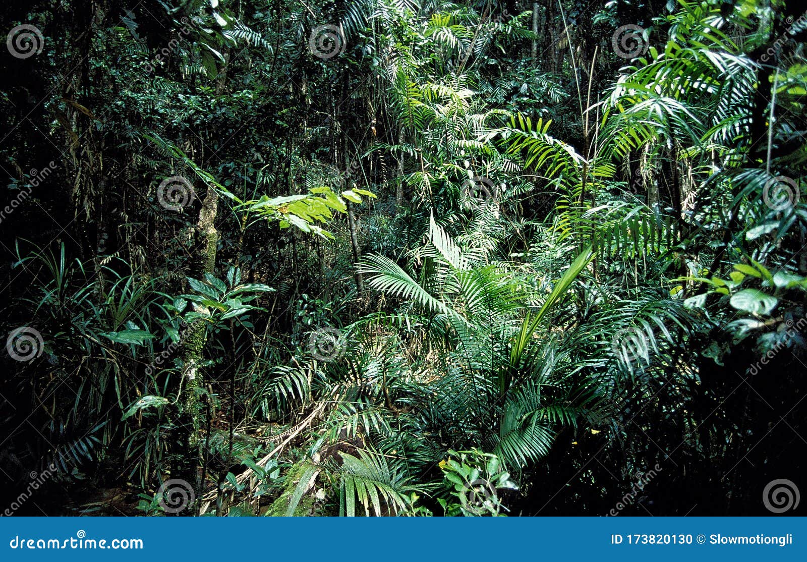 FORET TROPICALE stock photo. Image of fern, nature, plant - 173820130