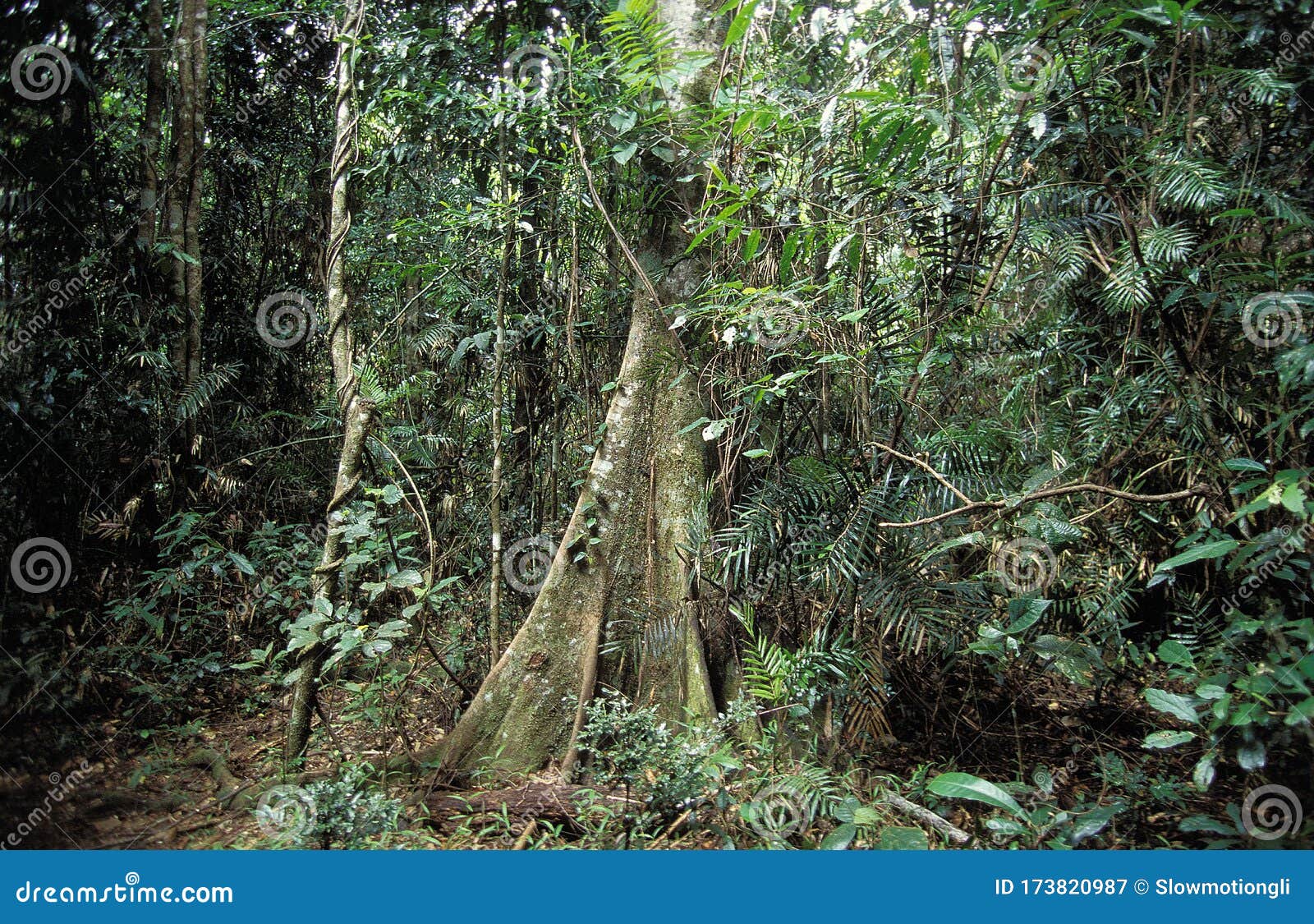 FORET TROPICALE stock image. Image of forest, nature - 173820987