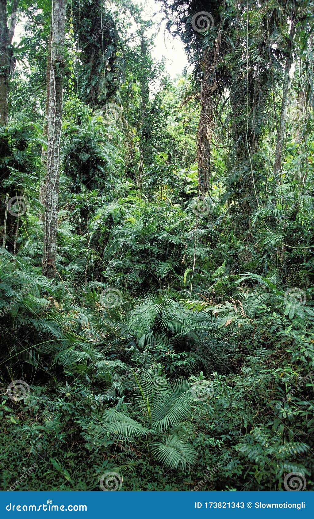 FORET TROPICALE stock image. Image of landscape, outdoor - 173821343