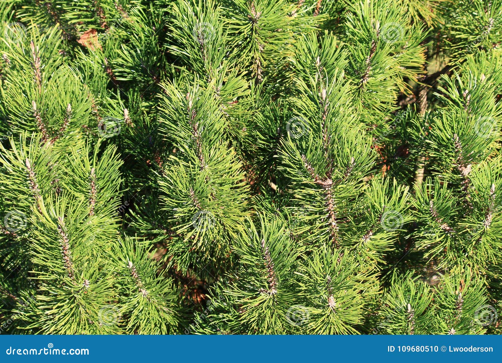 Forever green evergreen stock photo. Image of spring - 109680510