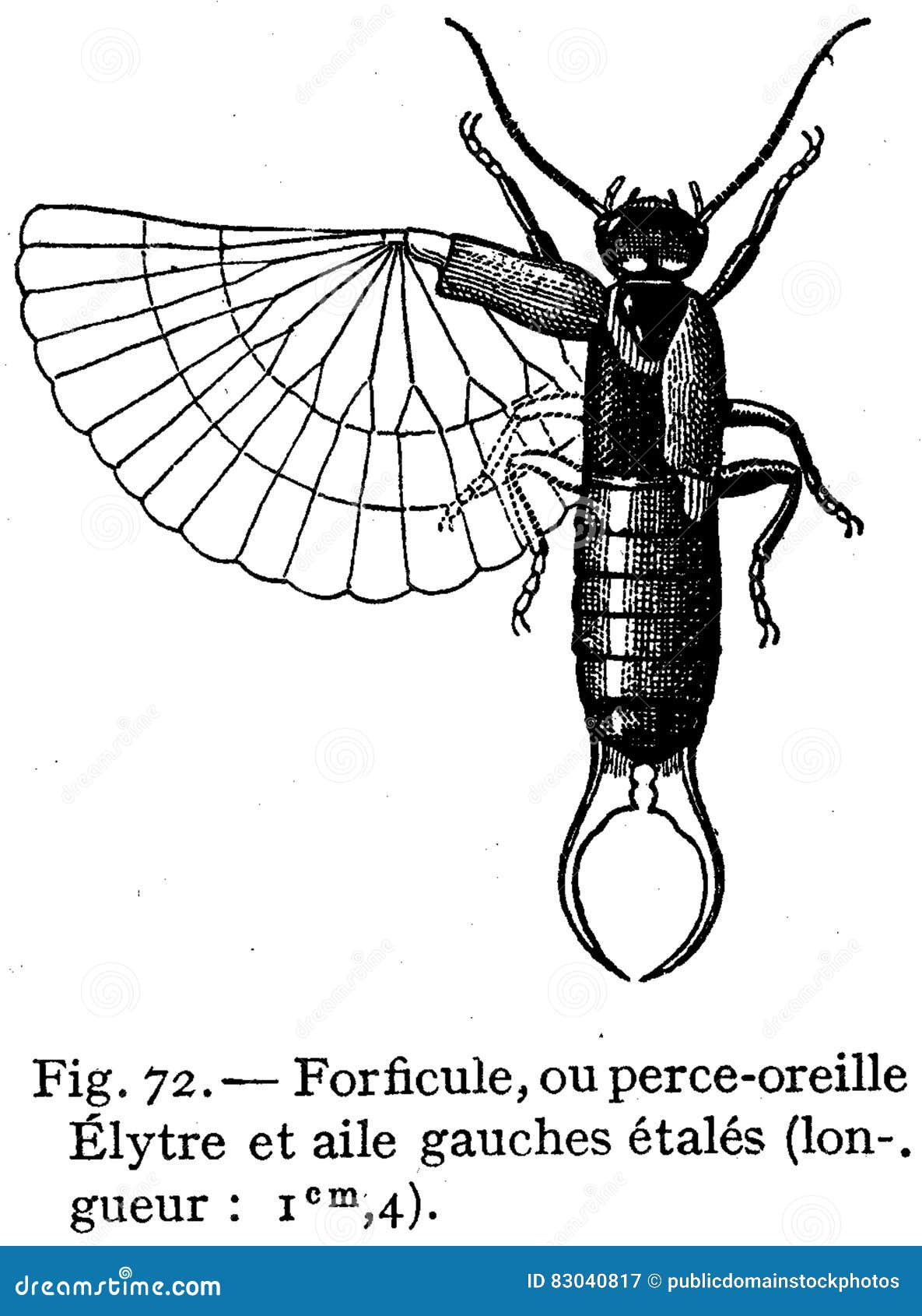 Insect, Arthropod, Pollinator, Organism Picture. Image: 83040817