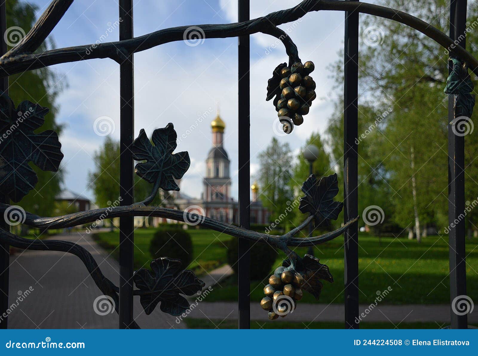 Wrought Iron Lattice with Grapes Editorial Stock Photo - Image of ...