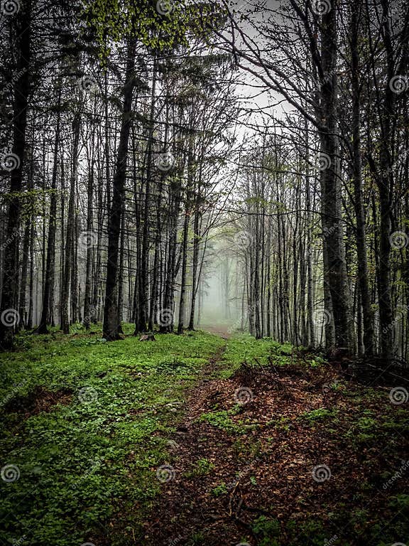 We forget stock photo. Image of amazing, haunting, burning - 50004702