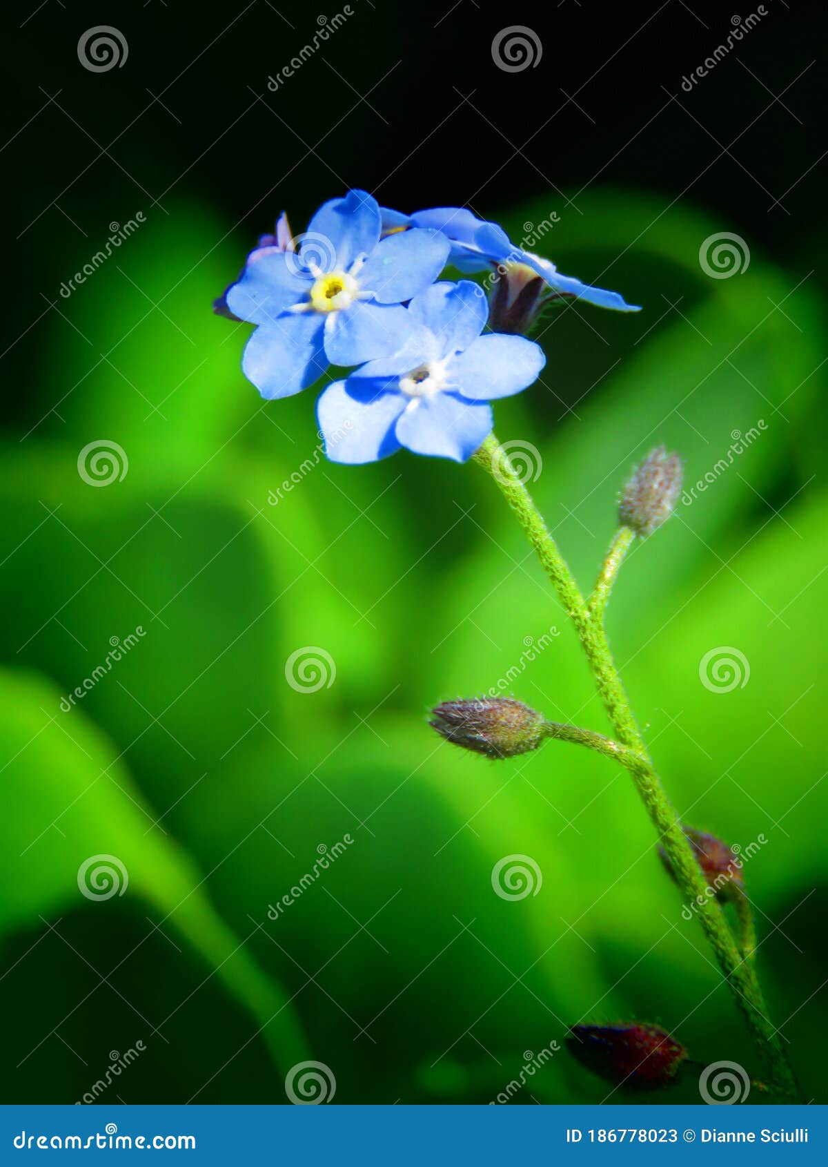 Forget Me Knots stock image. Image of sunlight, produce - 186778023
