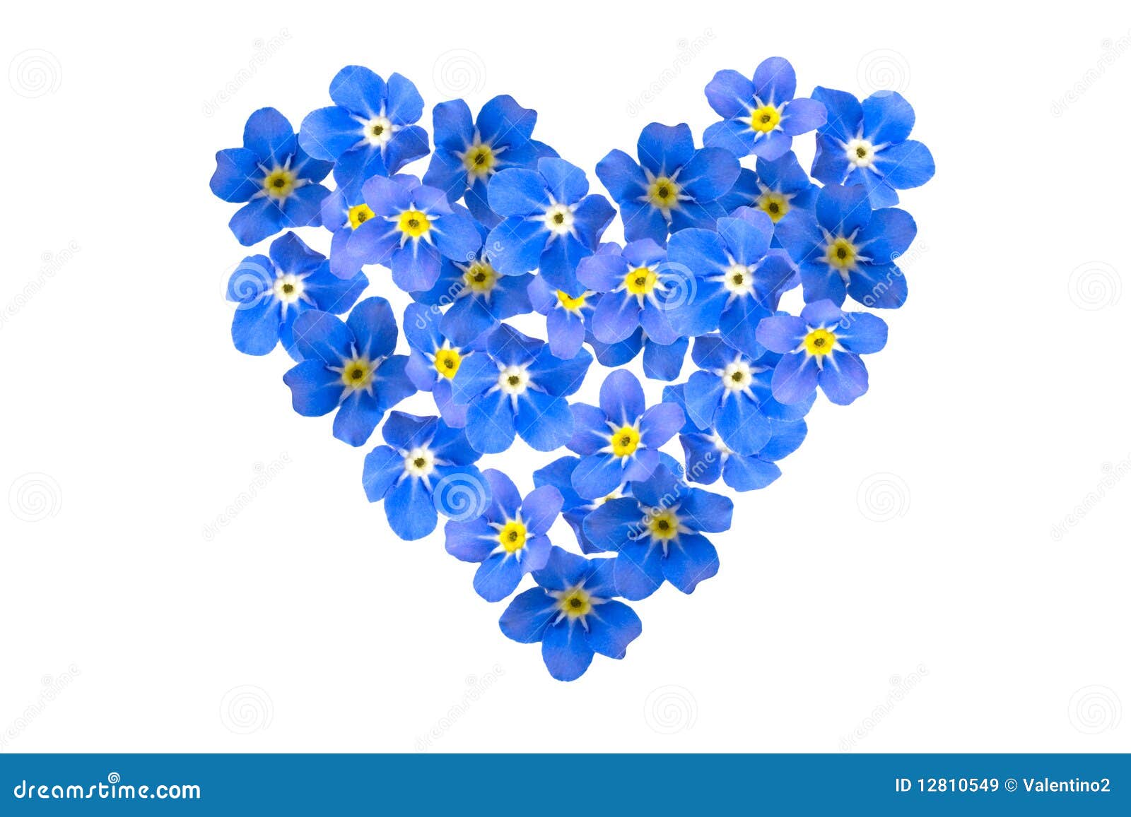 Forget-me-not stock image. Image of closeup, summer, forgetmenot - 12810549