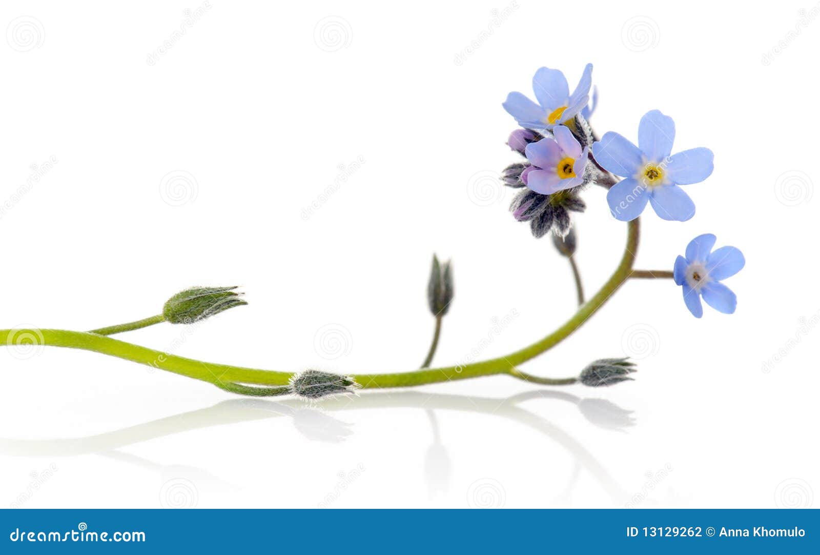 Forget Me Not Stock Image | CartoonDealer.com #13614541