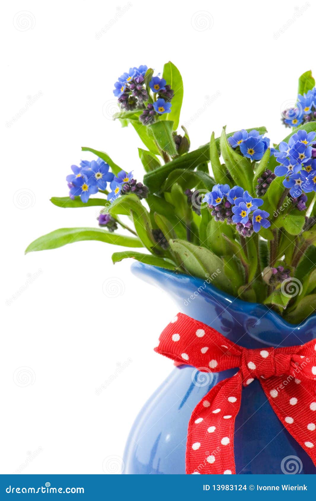 Forget-me-not stock photo. Image of flowers, ribbon, vase - 13983124