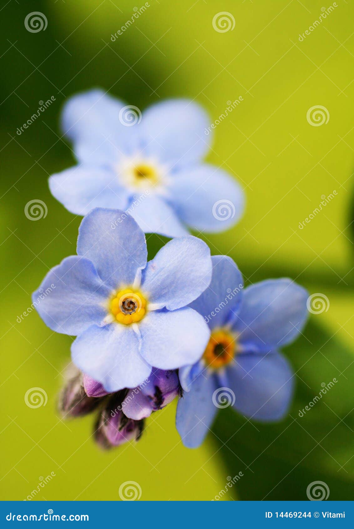 Forget me not stock photo. Image of macro, sweet, plant - 14469244