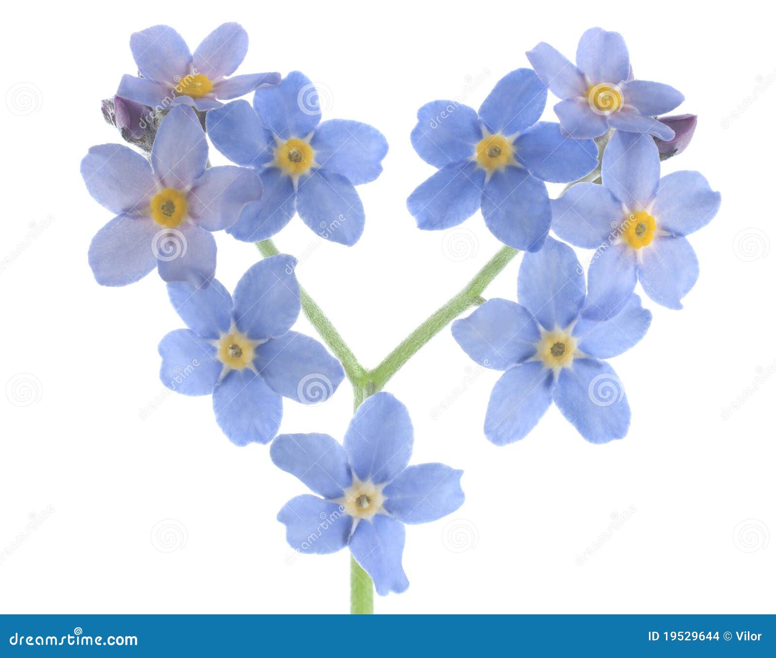 Forget me not stock photo. Image of horizontal, cutout - 19529644