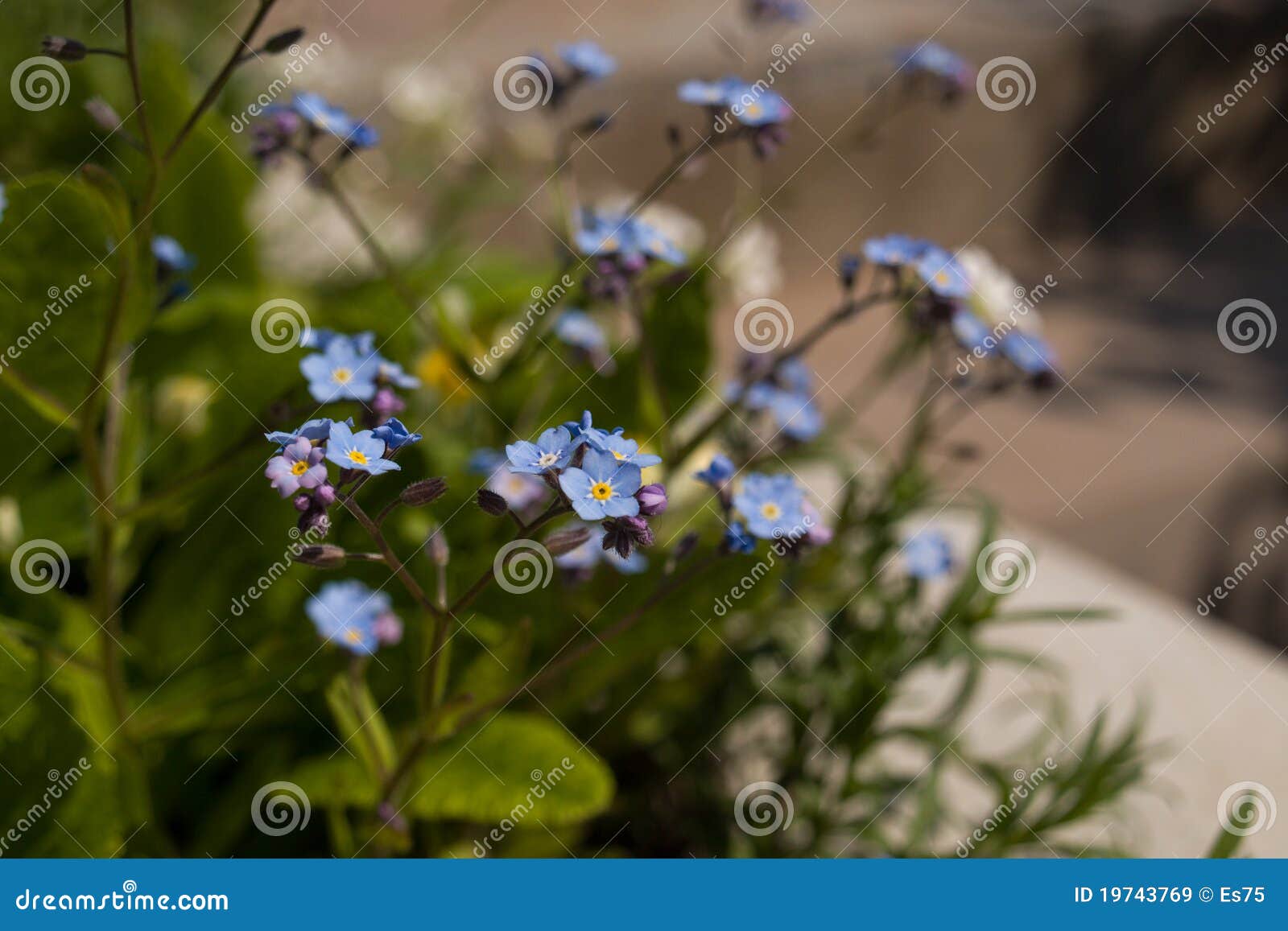 Forget-me-not stock image. Image of grass, green, wildflower - 19743769