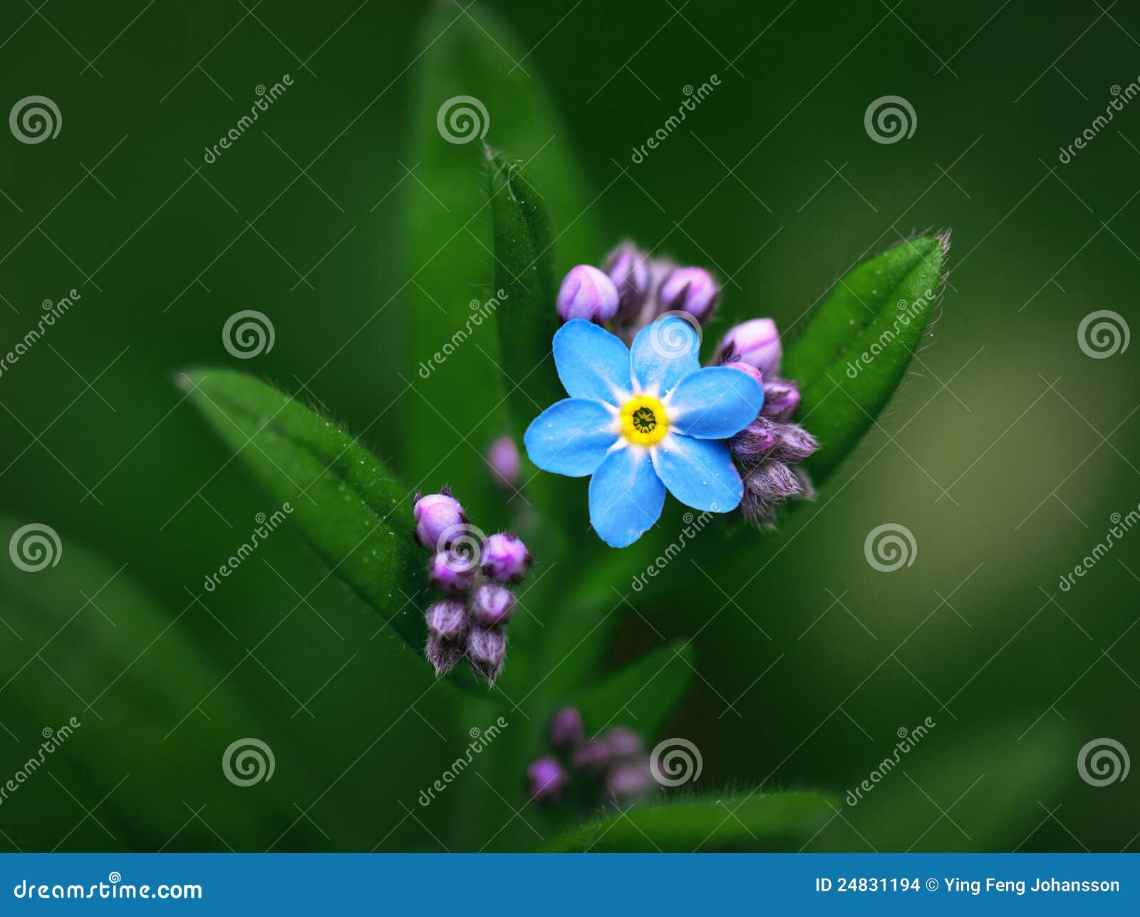 Forget-me-not stock photo. Image of flower, beautiful - 24831194