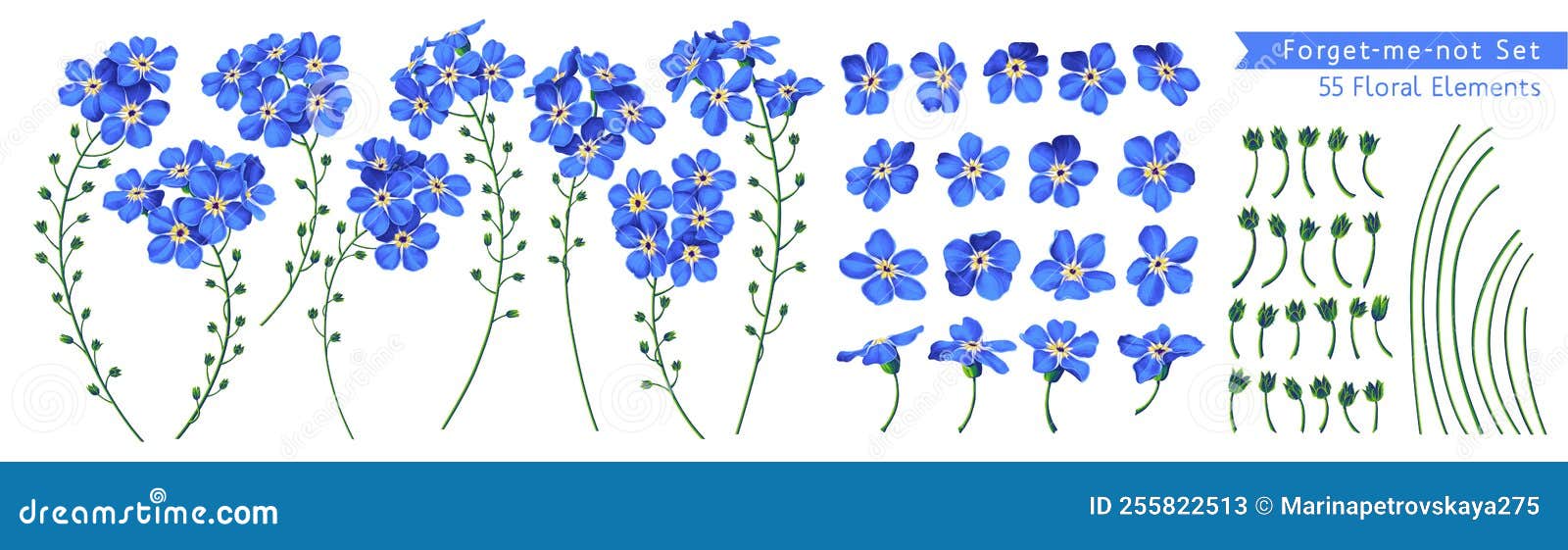 Vector Set Forget-me-not Flowers. Realistic, Hand-drawn, Detailed ...