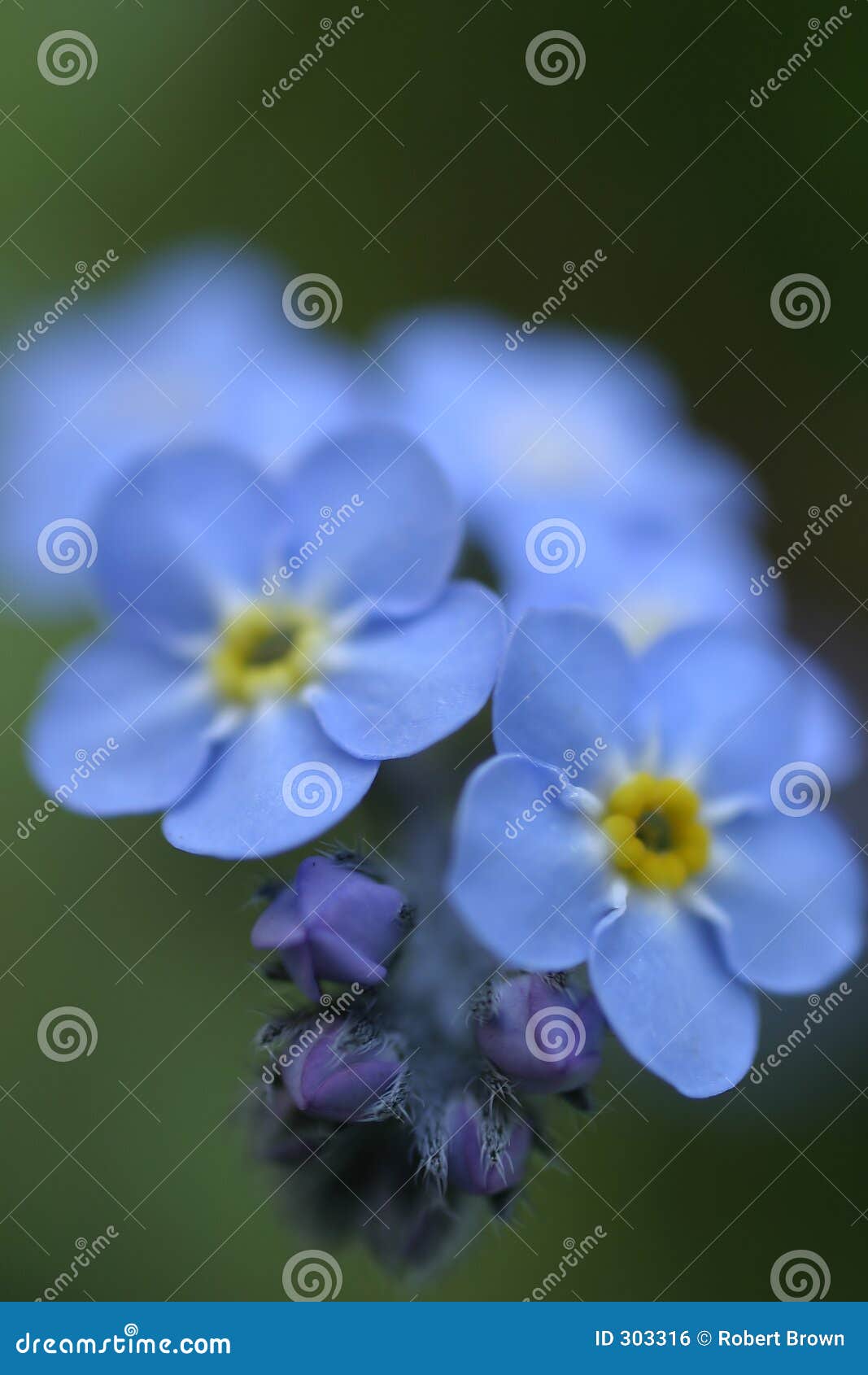 Forget-Me-Not 3 stock photo. Image of forget, azure, wildflower - 303316