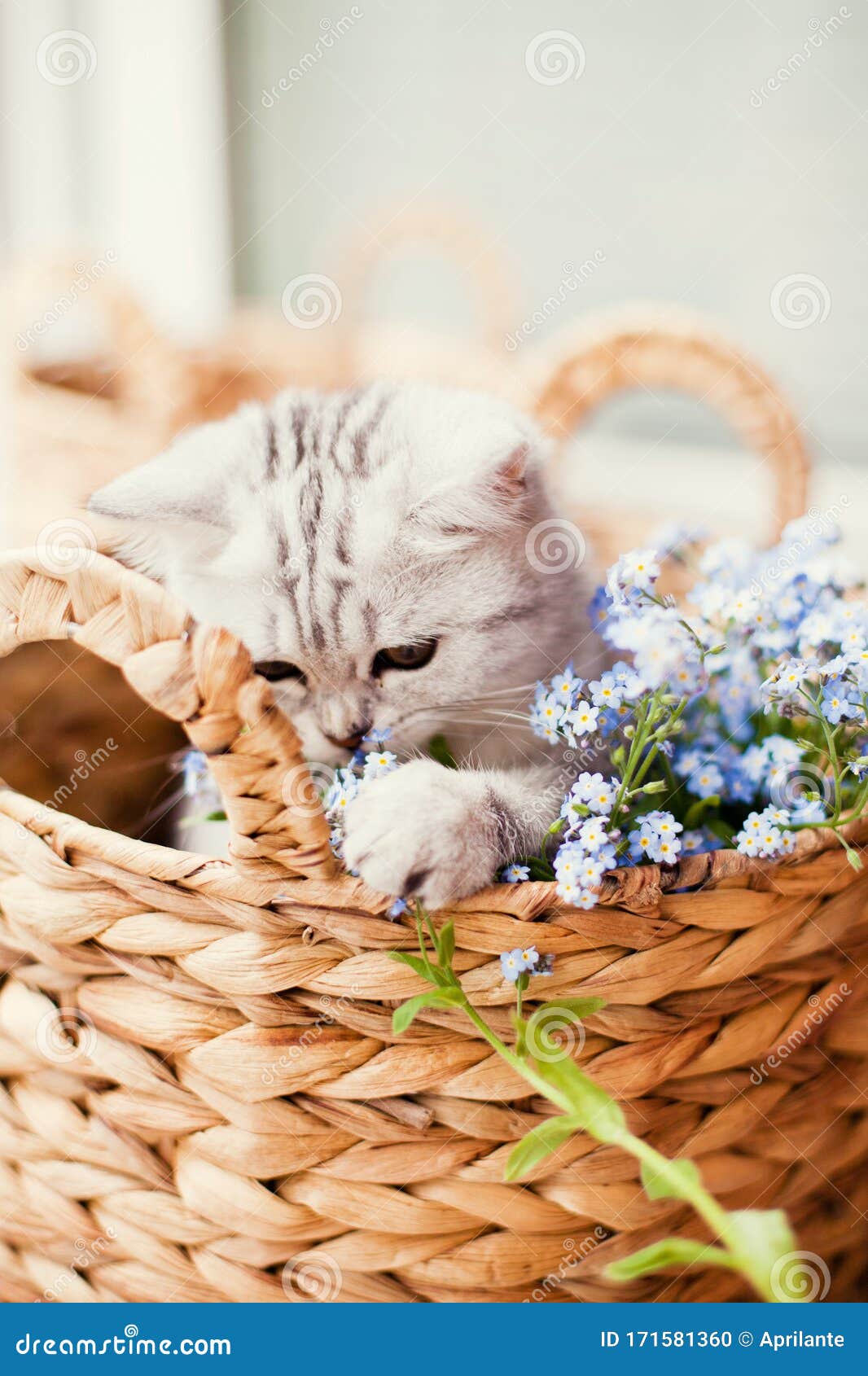 Forget-me-not stock photo. Image of mammal, small, feline - 171581360
