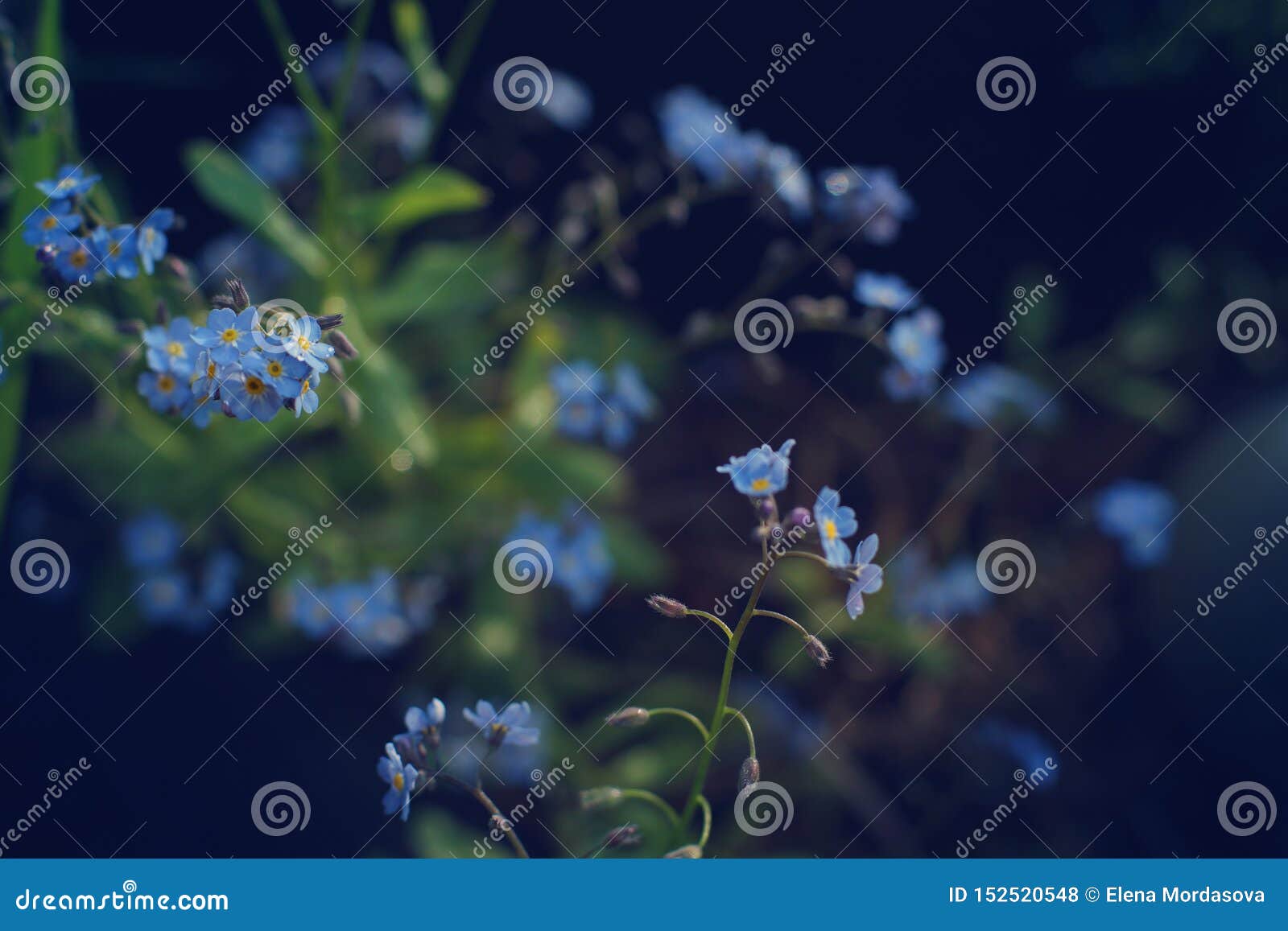 Forget-me-not Blue on a Dark Background with Bright Spots Stock Photo ...