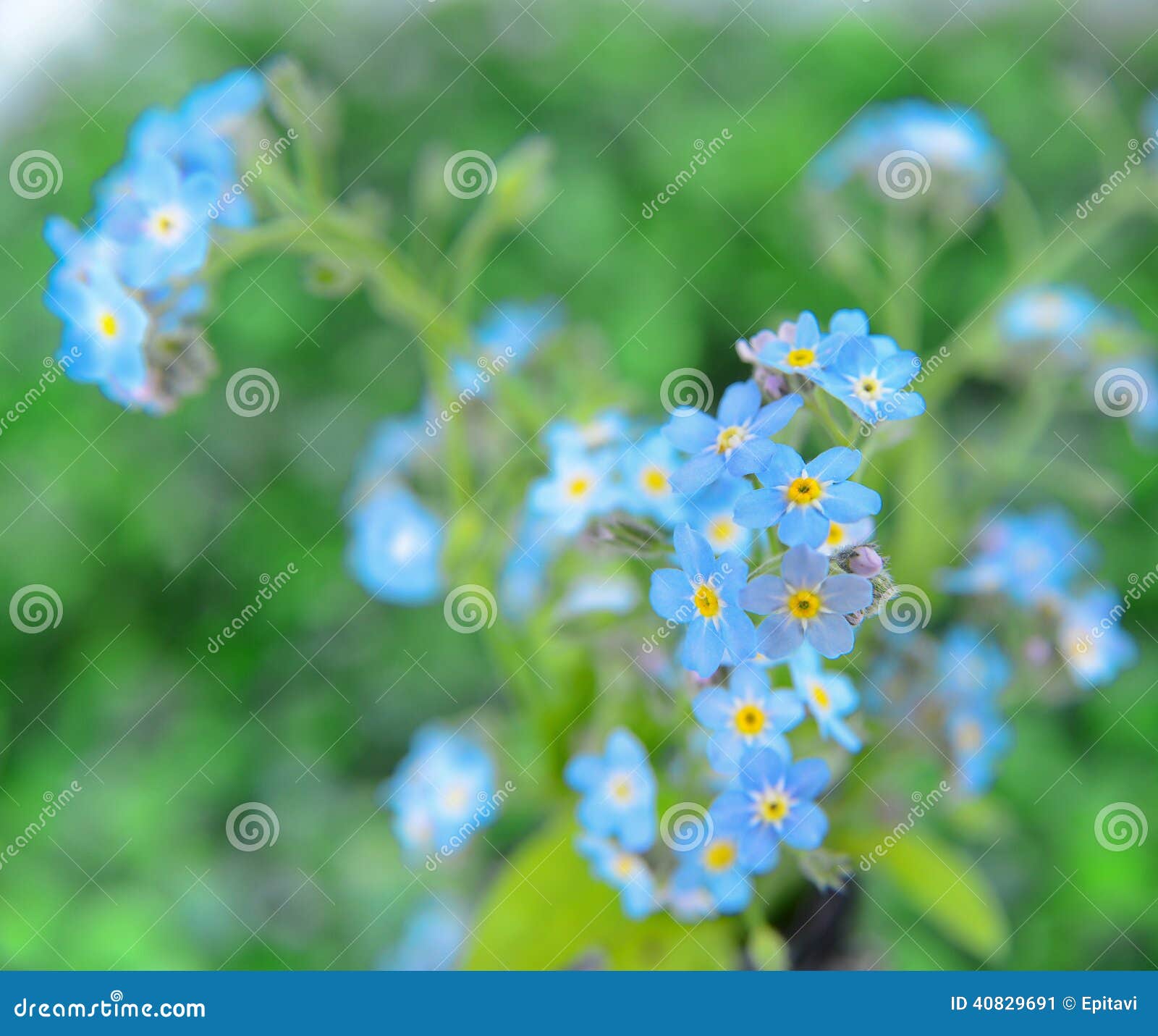 Forget-me-not stock image. Image of perennial, floral - 40829691