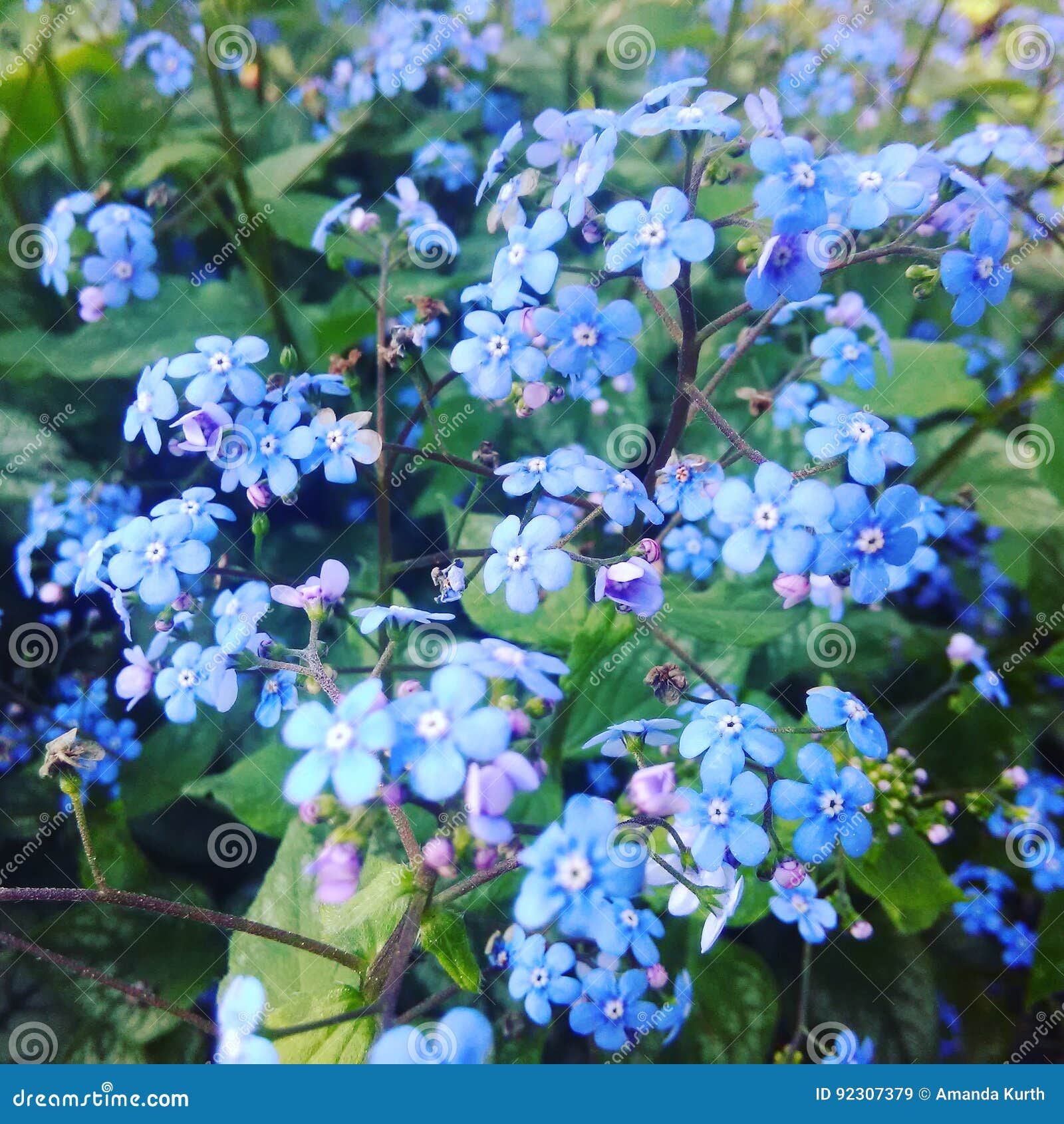 Forget me not stock image. Image of beautiful, blue, forget - 92307379