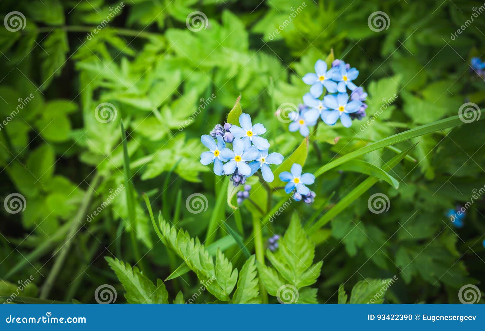 Forget Me Not. Blue Wild Flowers in Spring Forest Stock Photo - Image ...