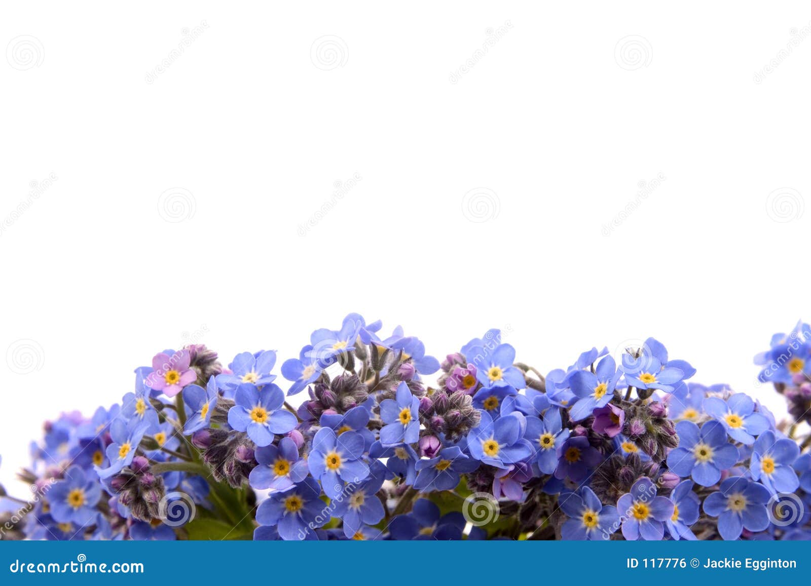 Forget me not border stock photo. Image of border, landscape - 117776