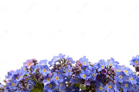 Forget me not border stock photo. Image of border, landscape - 117776