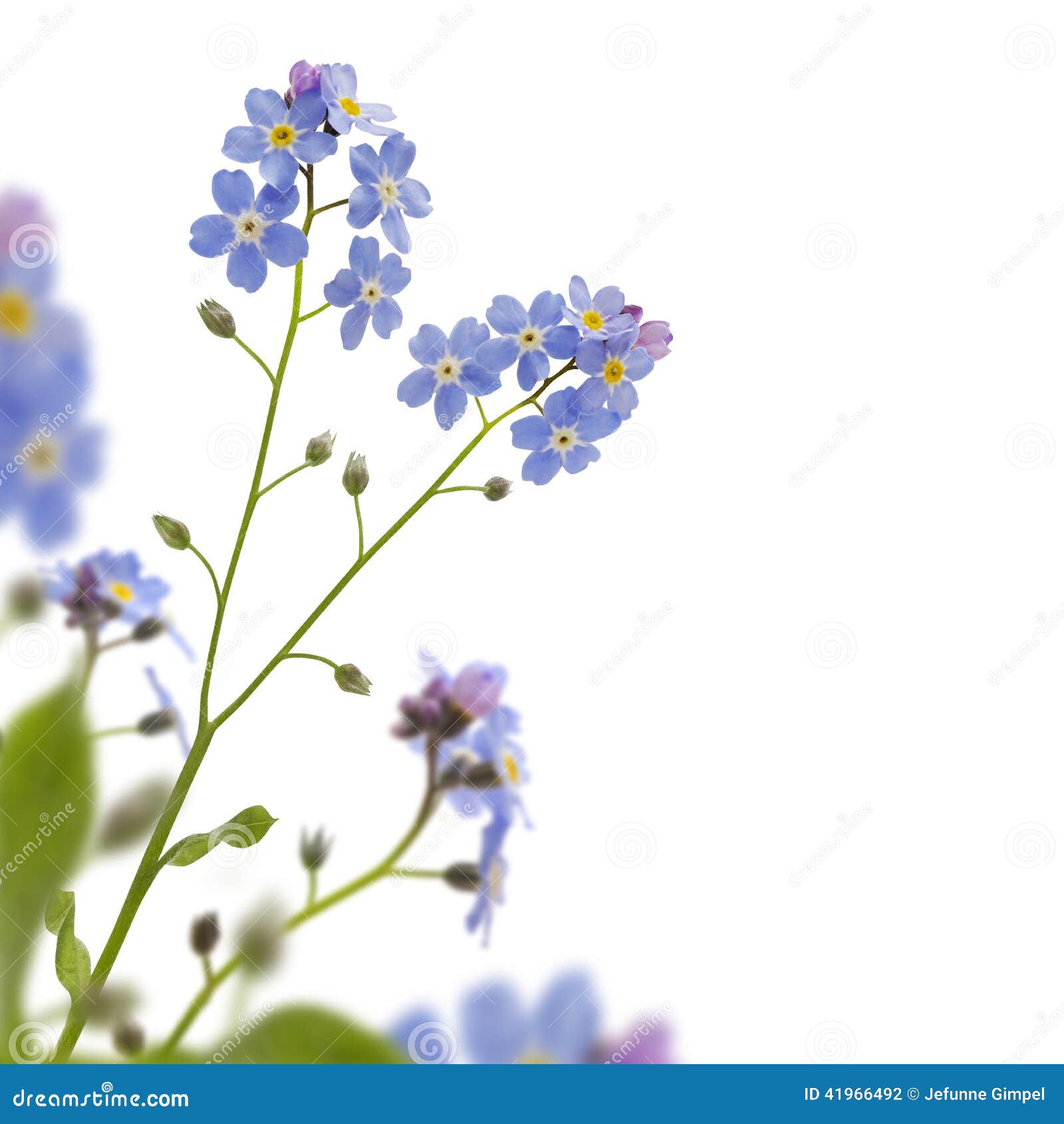 Forget Me Not Border Stock Photo - Image: 41966492
