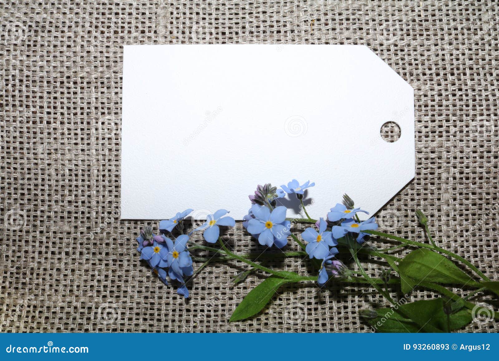 The Forget-me-not Branch on a Blank Card Stock Image - Image of flower ...