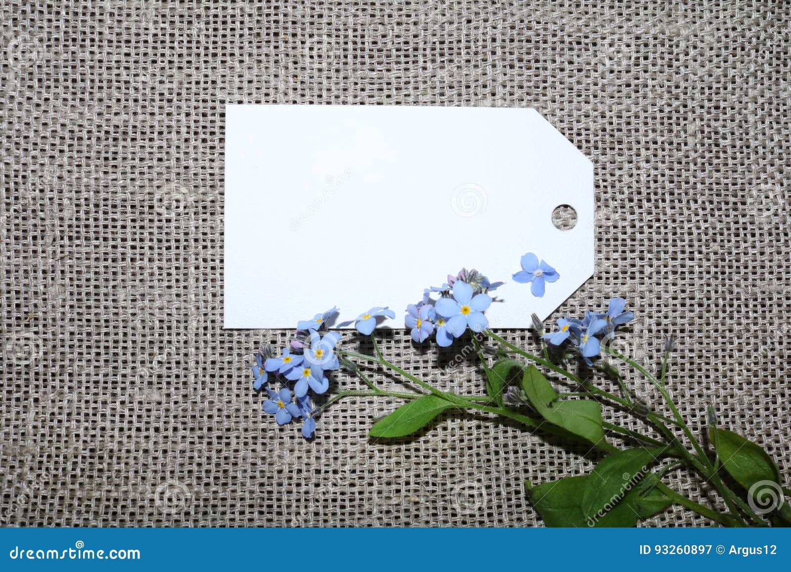 The Forget-me-not Branch on a Blank Card Stock Image - Image of gray ...