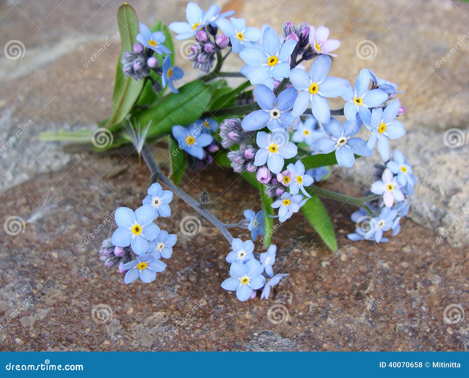 Forget-me-not stock photo. Image of nature, romantic - 40070658