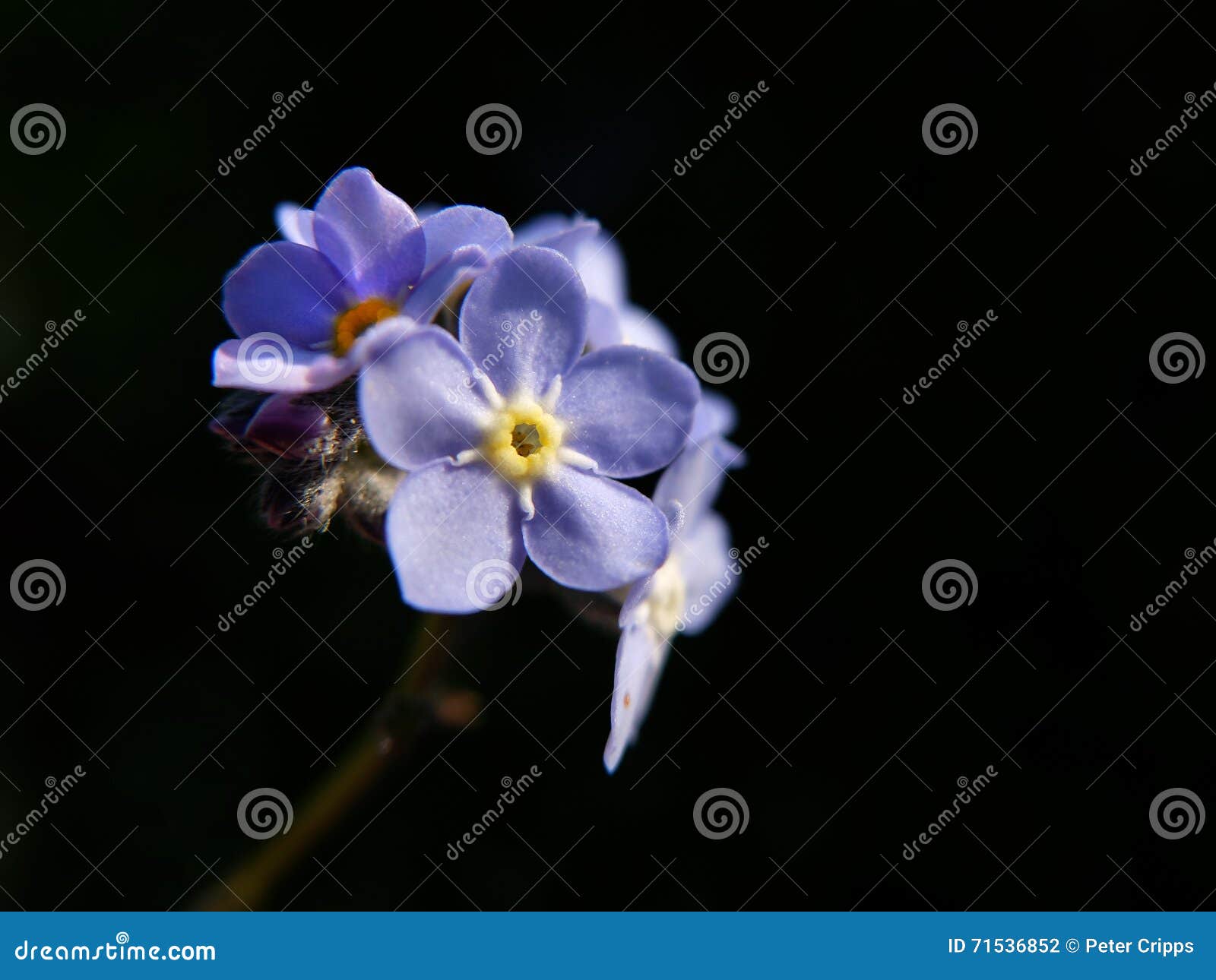 Forget me not stock photo. Image of close, weed, wild - 71536852