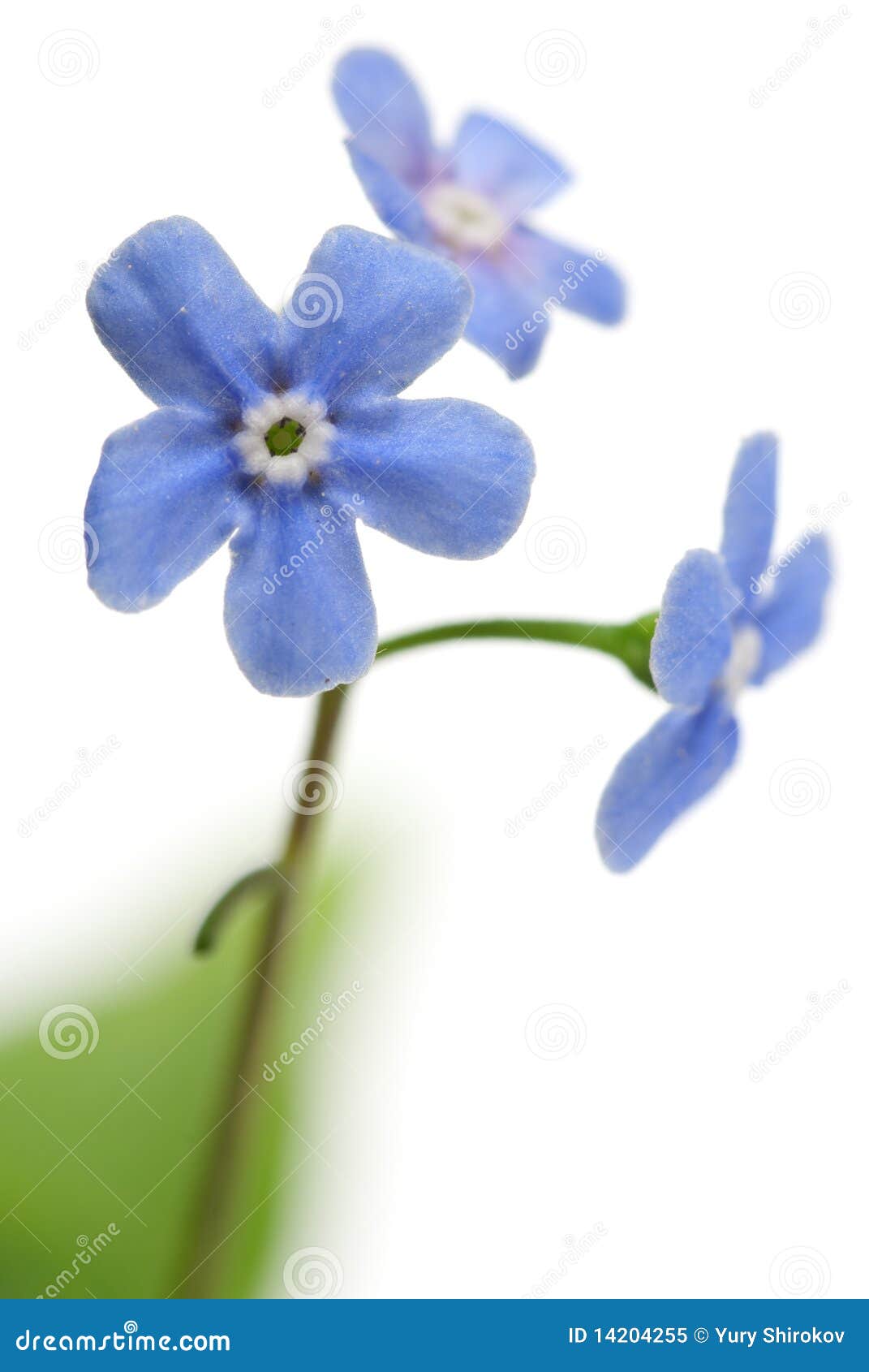 Forget Me Not Flower Isolated On White Background. Blue And Pink Bloom ...