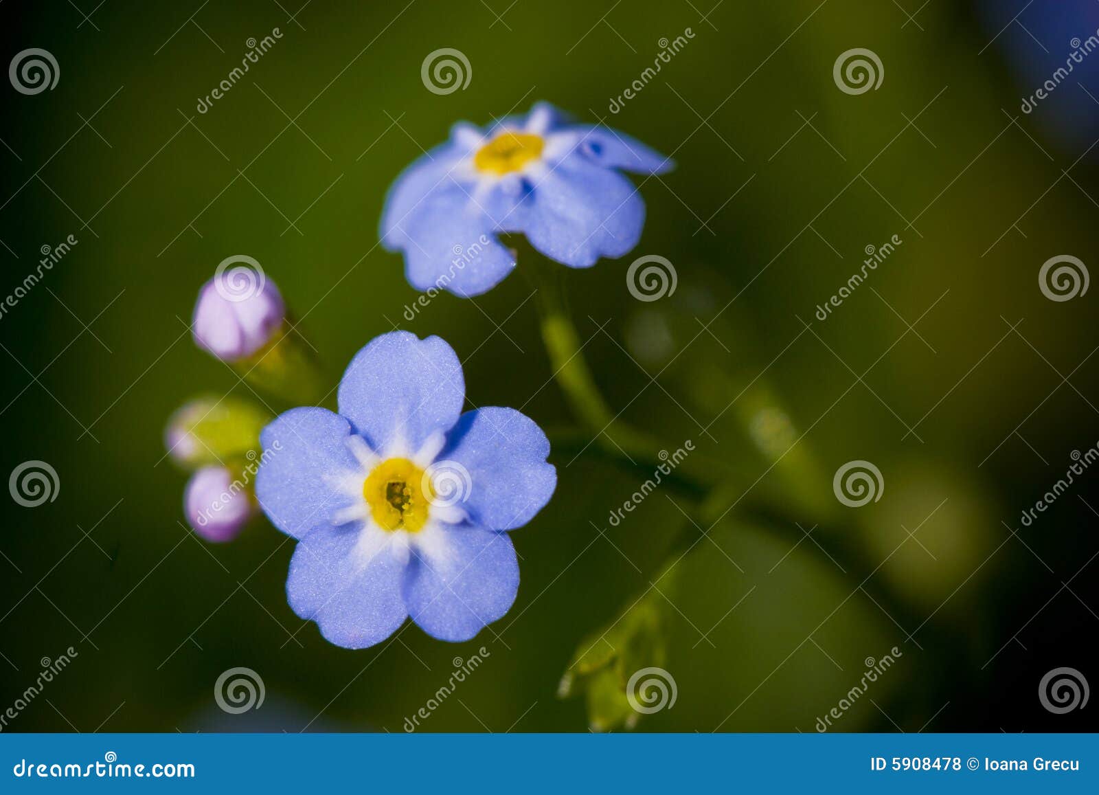 Forget me not flower stock photo. Image of yellow, delicate - 5908478