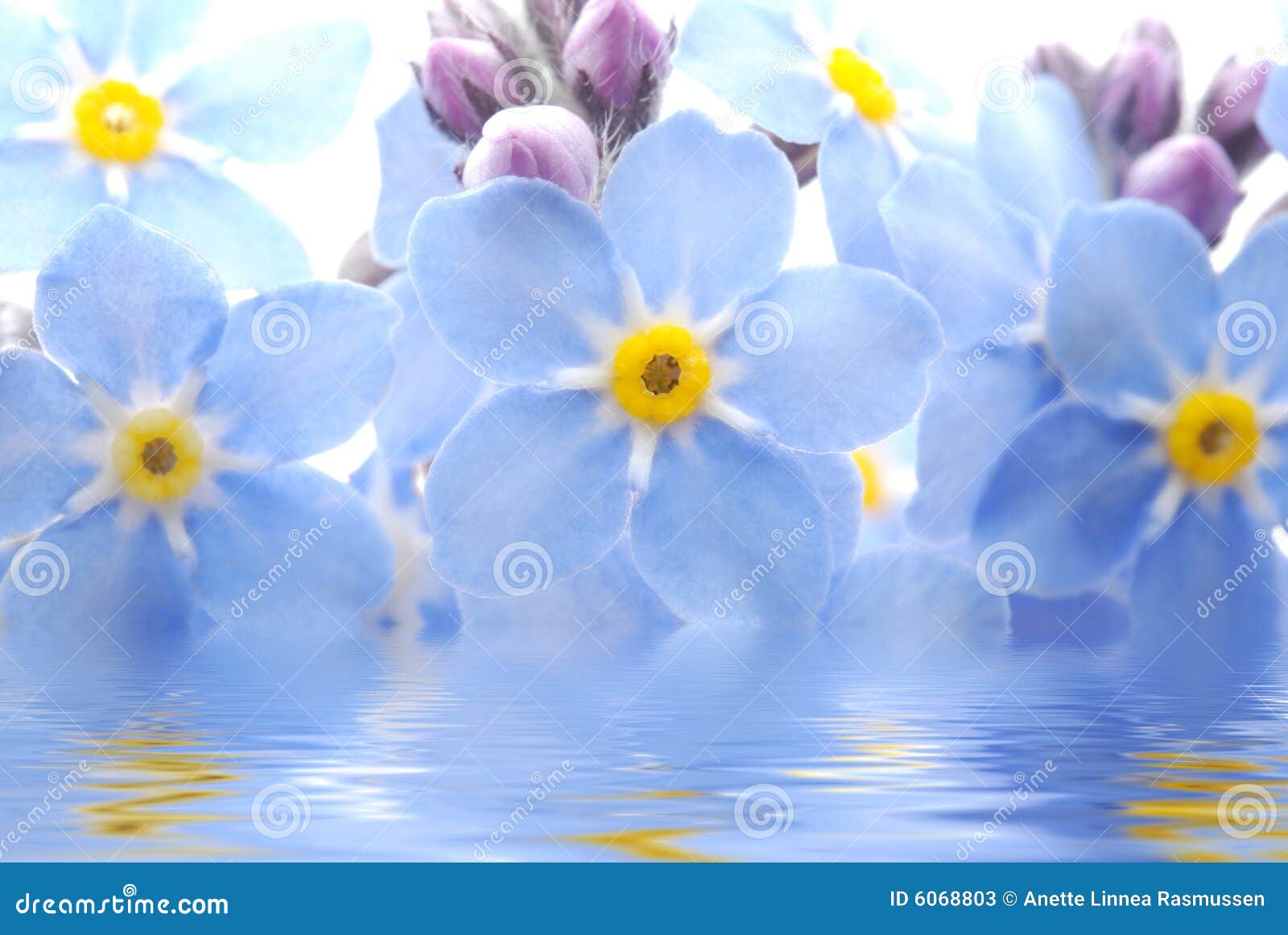 Forget Me Not Flower Bed, Myosotis Groundcover Stock Photography ...