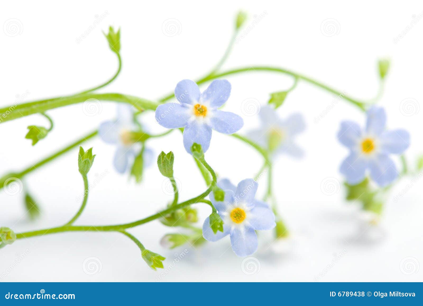 Forget Me Not Flower Bed, Myosotis Groundcover Stock Photography ...