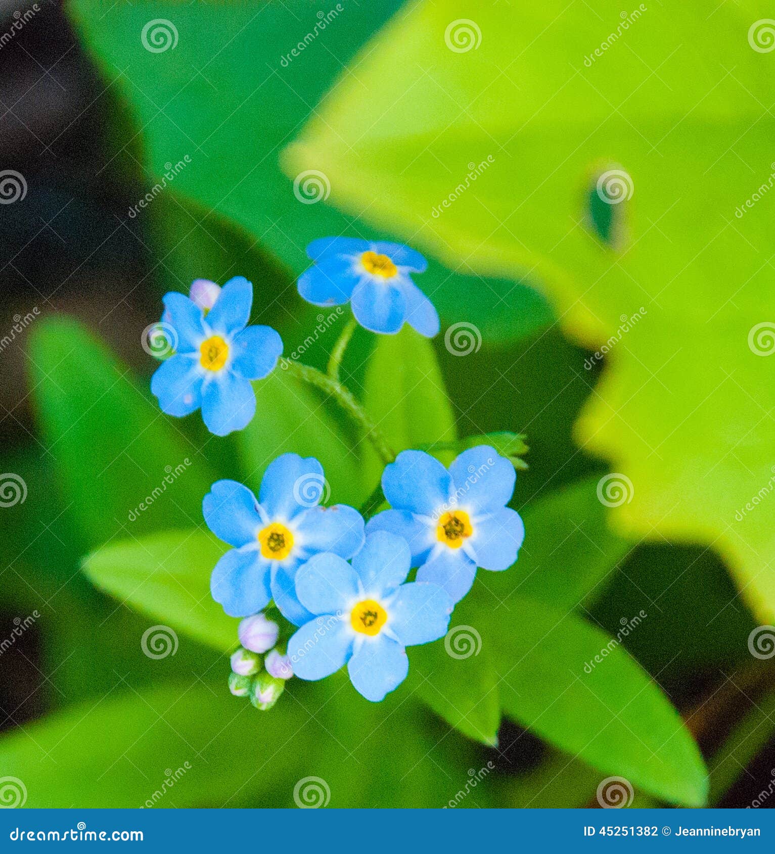 Forget Me Not Flowers stock photo. Image of garden, green - 45251382
