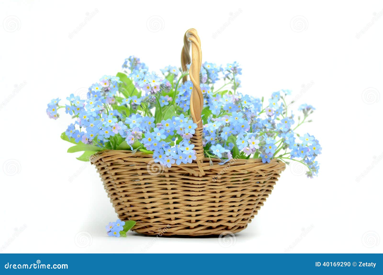 Forget-me-not flowers stock photo. Image of decoration - 40169290