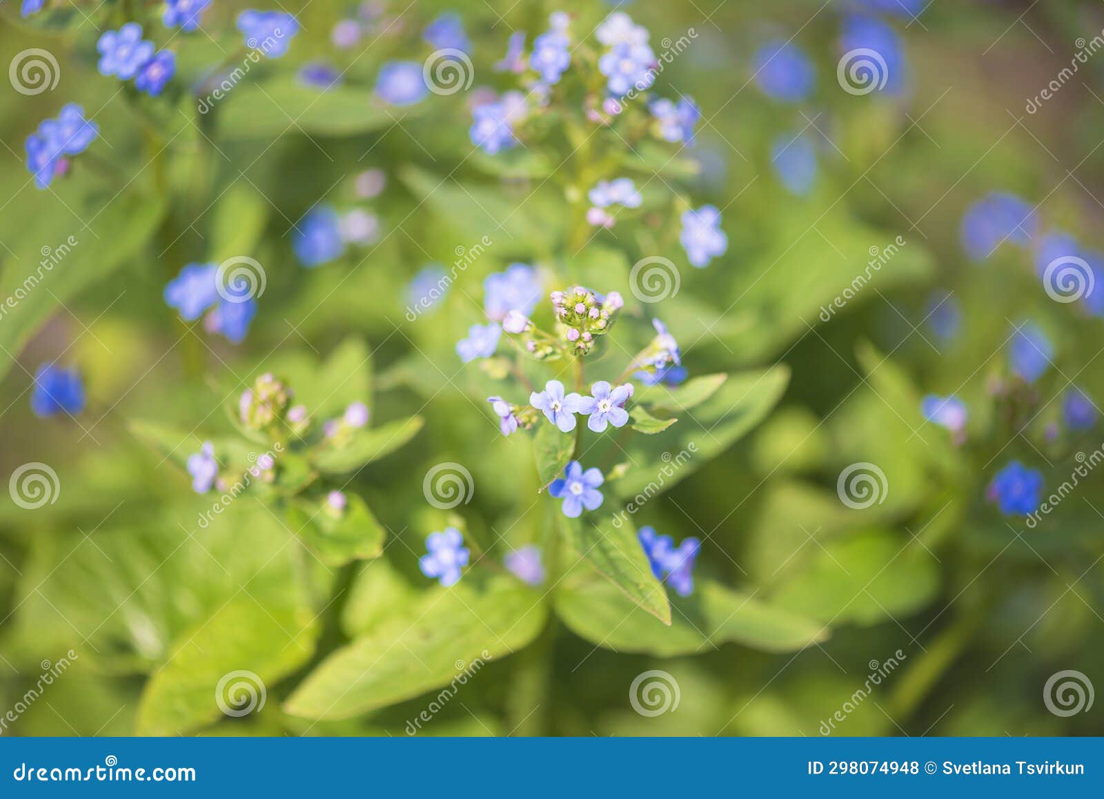 Forget-me-not Flowers Blooming on the Sunlight Stock Photo - Image of ...