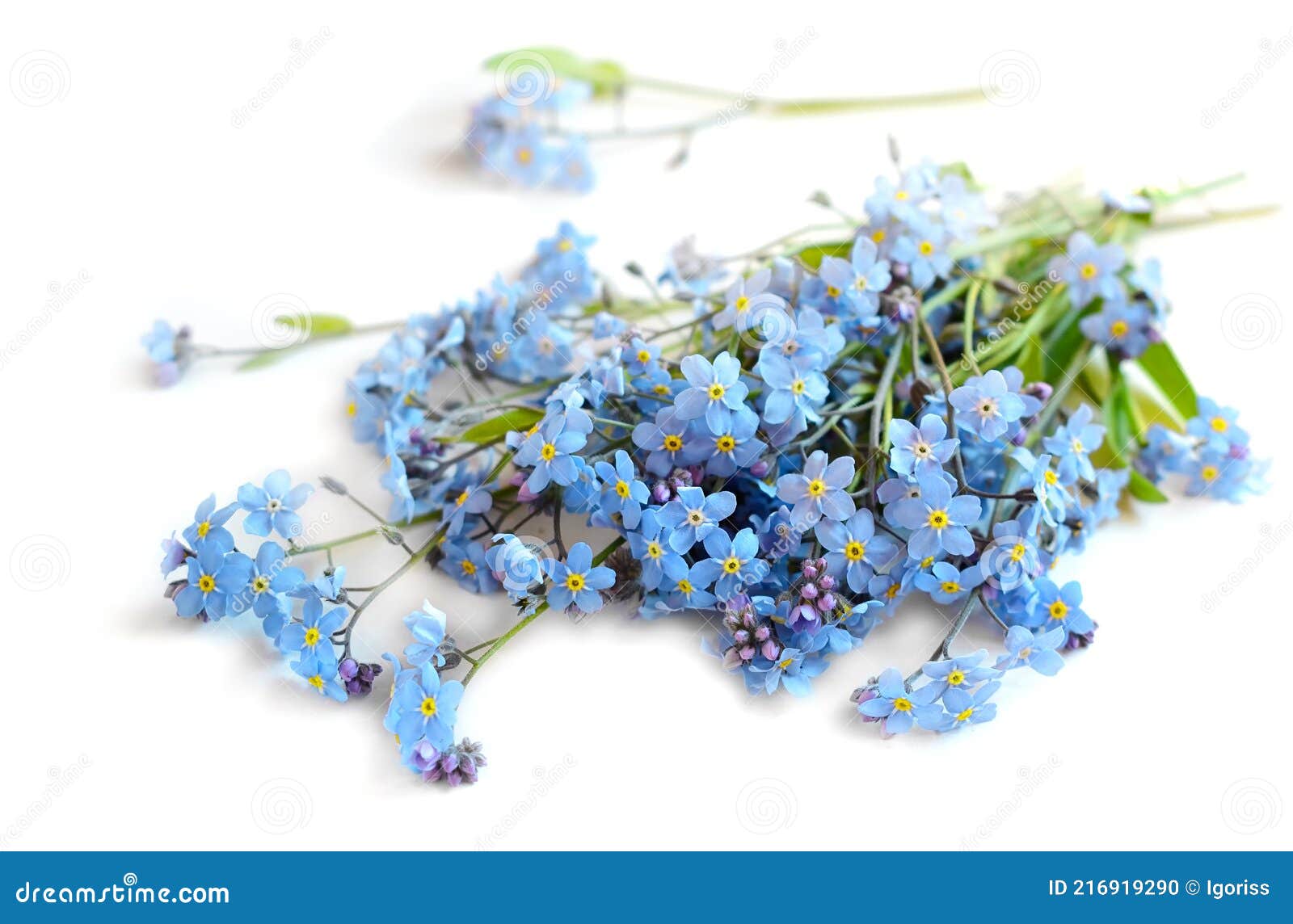 Forget-me-not Spring Flowers on a White Background Stock Photo - Image ...