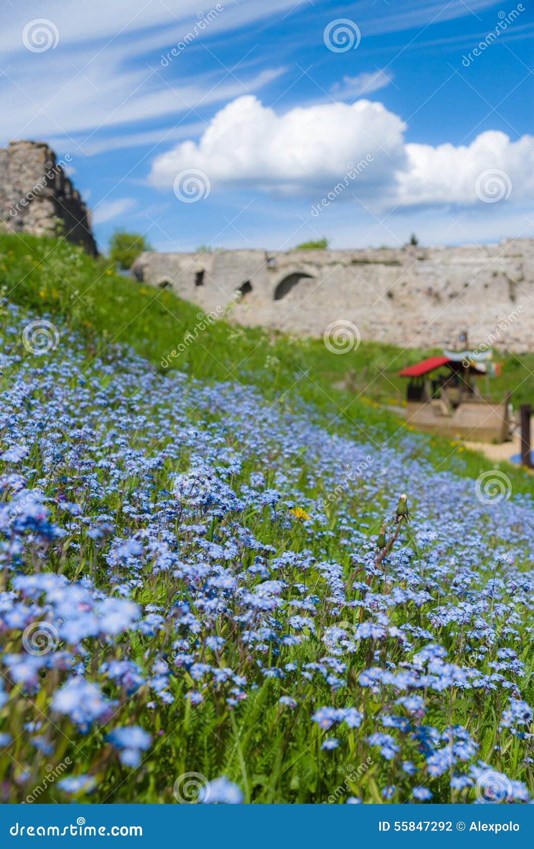 Forget-me-not Flowers Field in Park Stock Photo - Image of forget ...