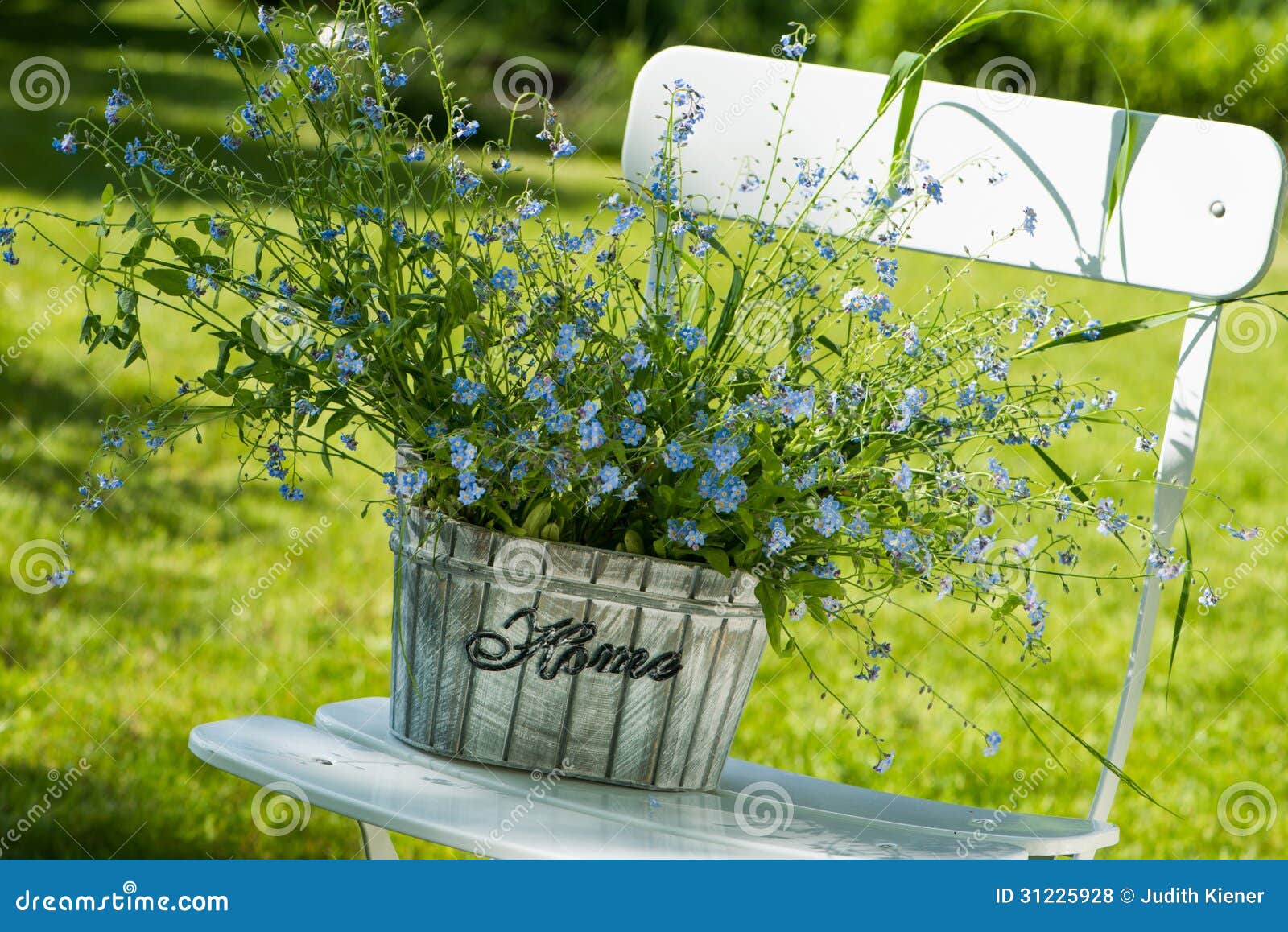 Forget-me-not stock photo. Image of nature, white, forgetmenot - 31225928