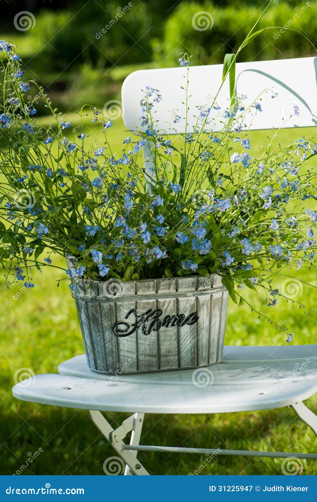 Forget-me-not stock image. Image of spring, bloom, nature - 31225947