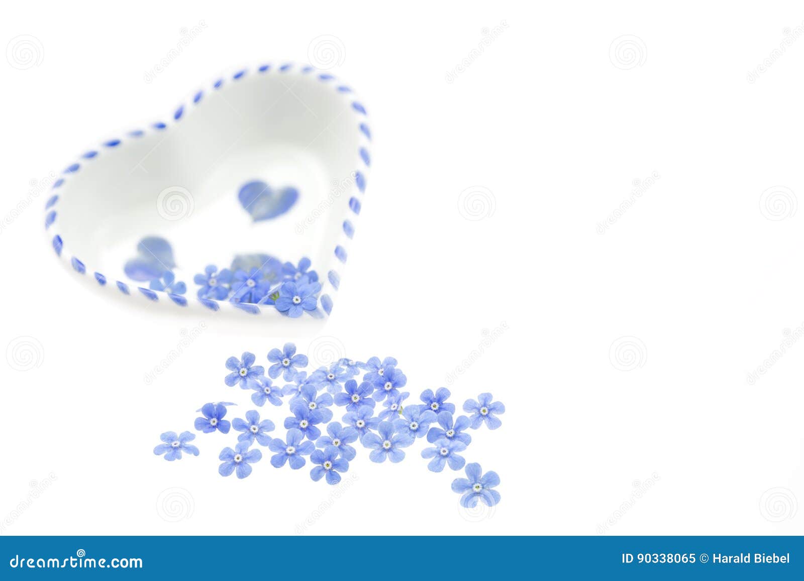 Forget Me Not Flowers with Heart on White Background Stock Image ...