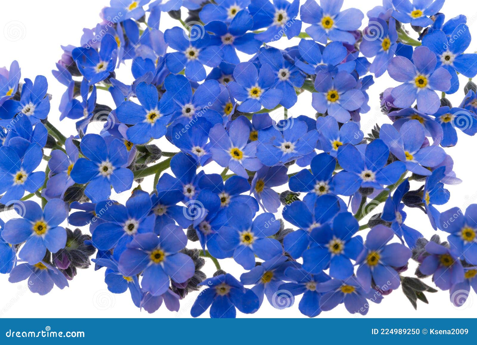 Forget-me-not Flowers Isolated Stock Photo - Image of blue, floral ...