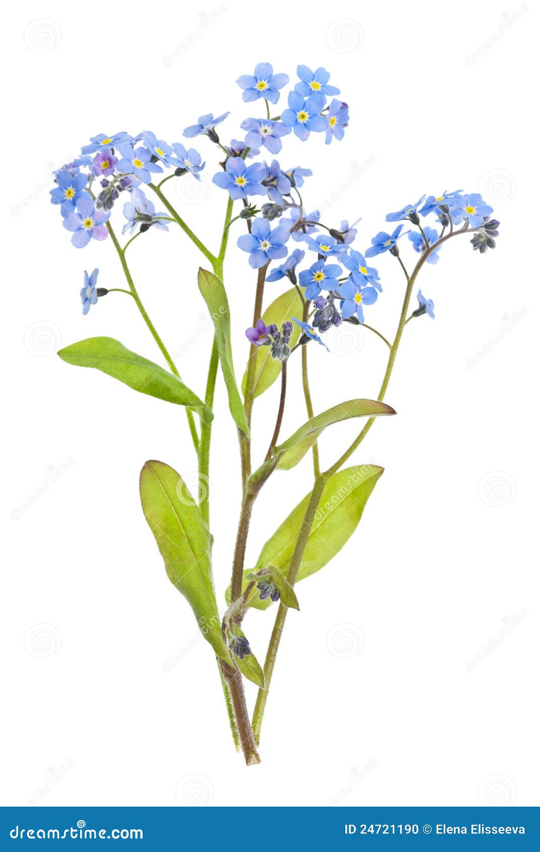 Forget-me-not Flowers on White Stock Photo - Image of beautiful, floral ...