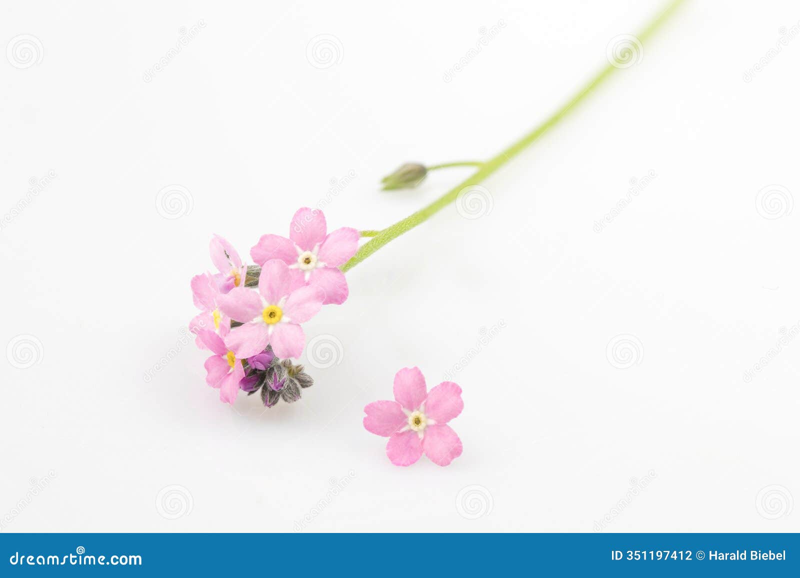 Forget-me-not Flowers on a White Background Stock Photo - Image of ...